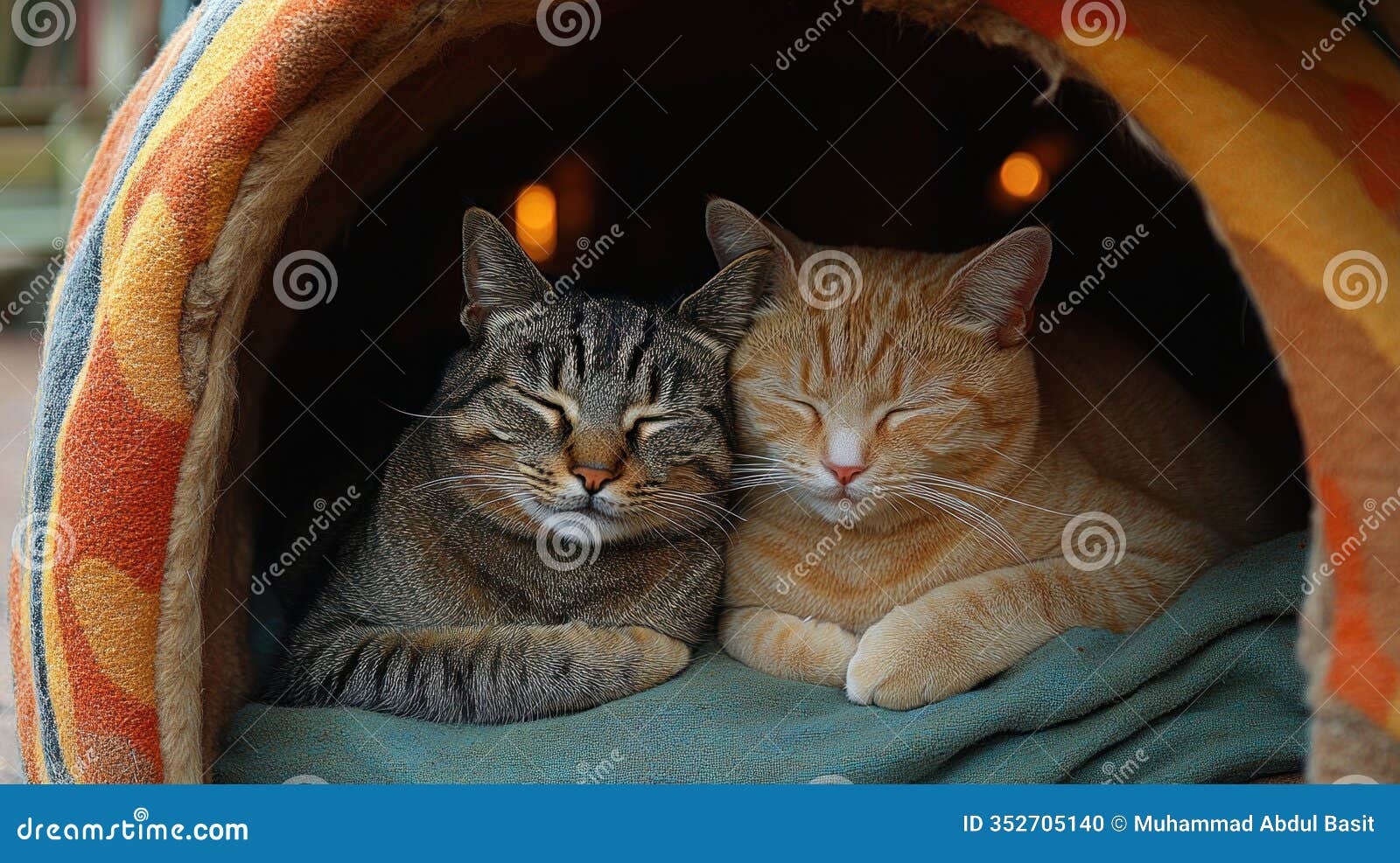 Two Cats Peacefully Sleeping Together in a Cozy, Soft Environment Stock ...