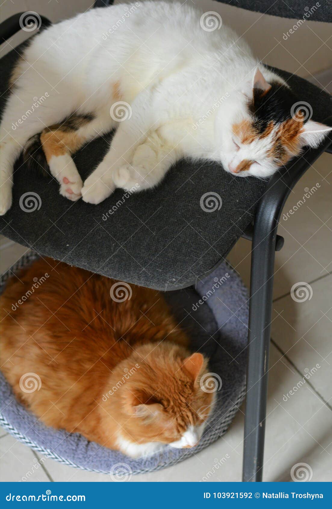 Two cats sleep stock photo. Image of room, animal, resting - 103921592