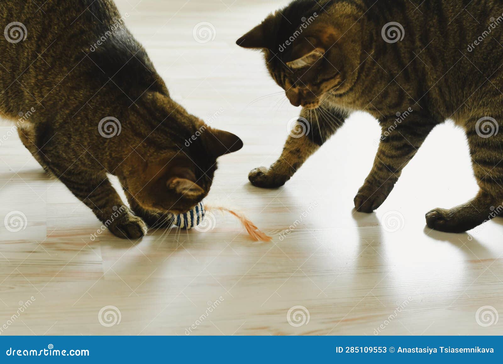 Two Cats Play Ball in the Apartment Stock Image - Image of portrait ...