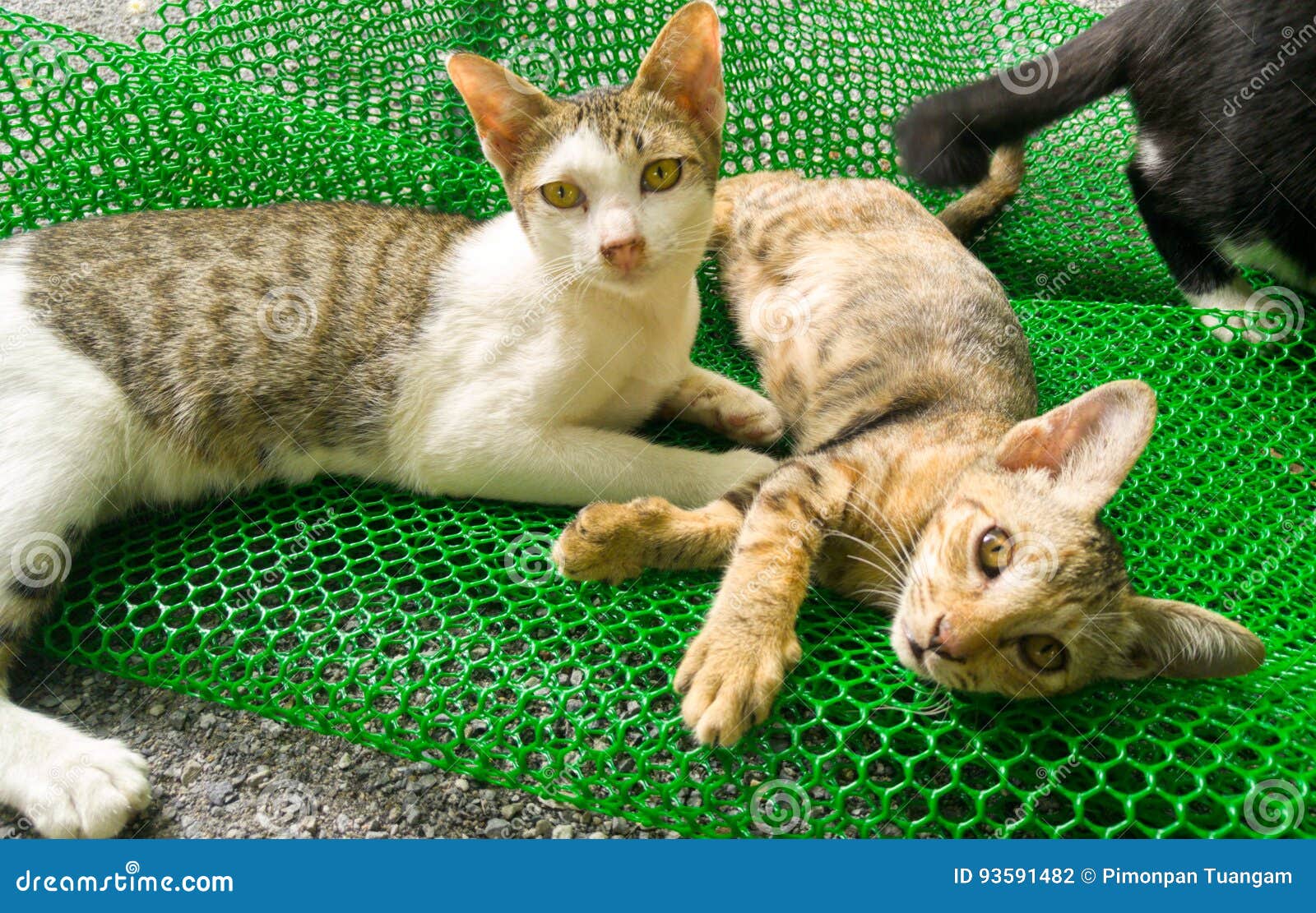 Two cats play on the net. stock photo. Image of kitty - 93591482