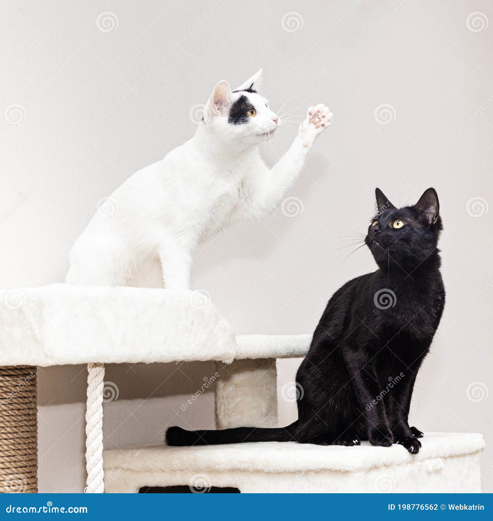 Two Cats Play on a Special Game Complex for Cats. Stock Photo - Image ...