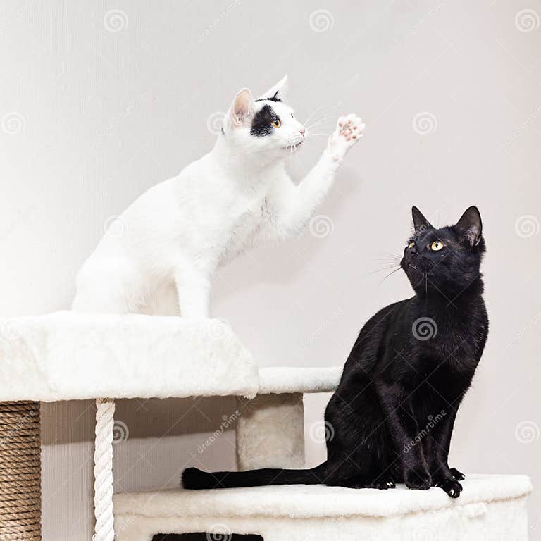 Two Cats Play on a Special Game Complex for Cats. Stock Photo - Image ...