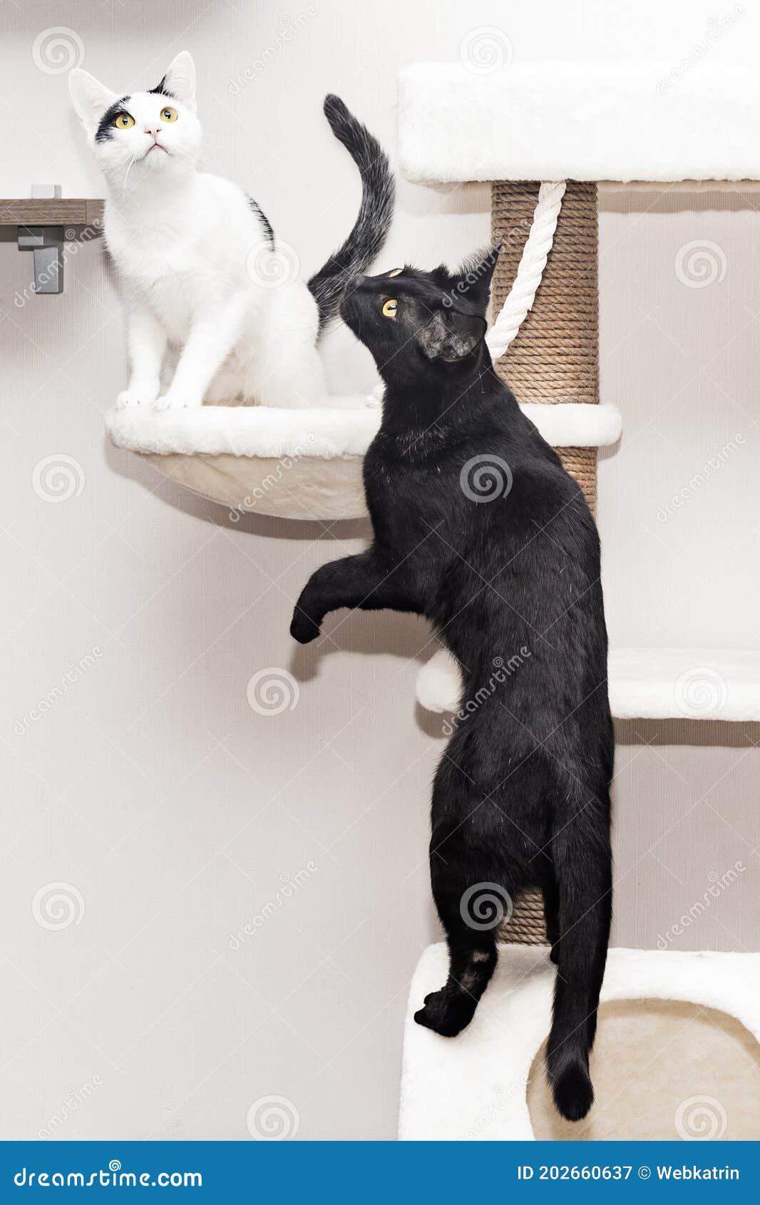 Two Cats Play on a Special Game Complex for Cats. Stock Image - Image ...