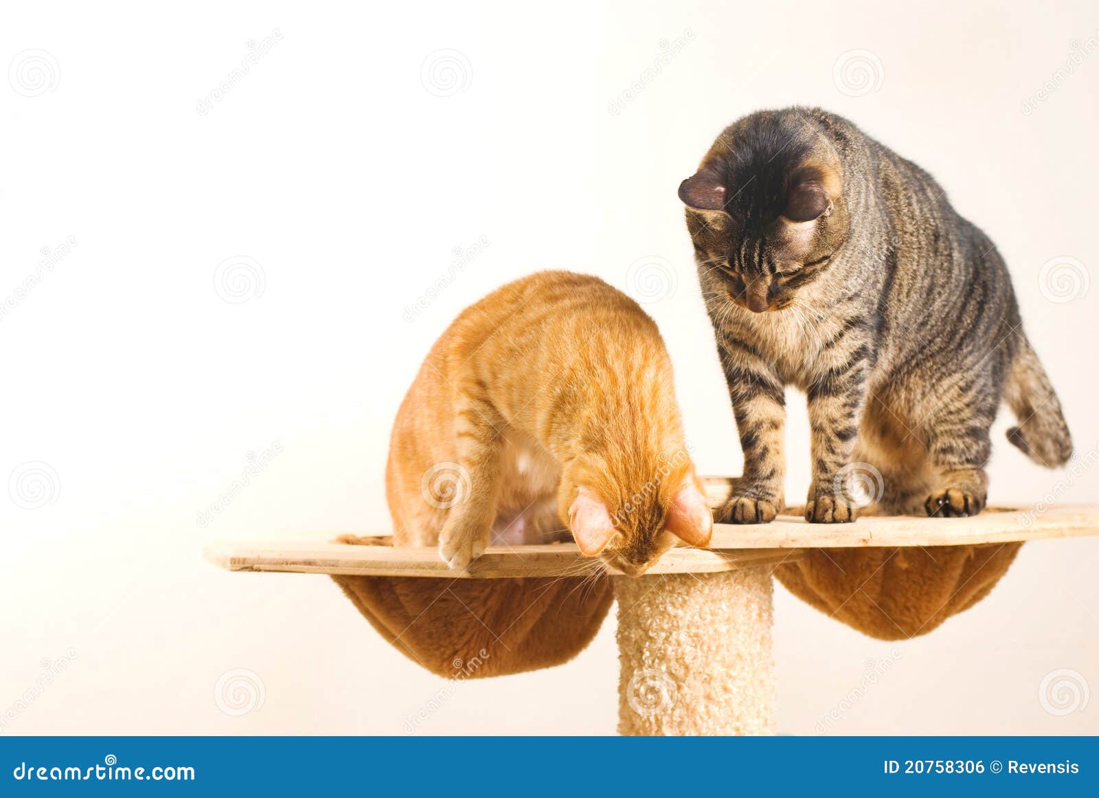 Two cats play together stock photo. Image of furry, grey - 20758306