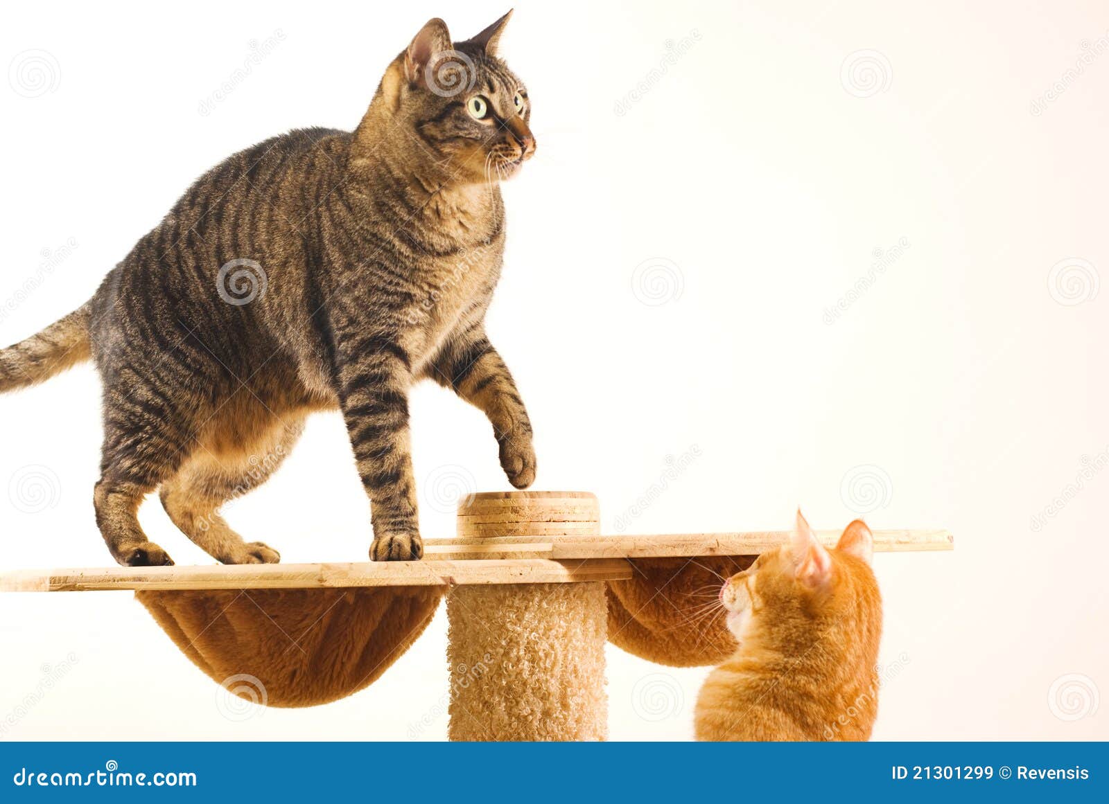 Two cats play together stock image. Image of look, furry - 21301299