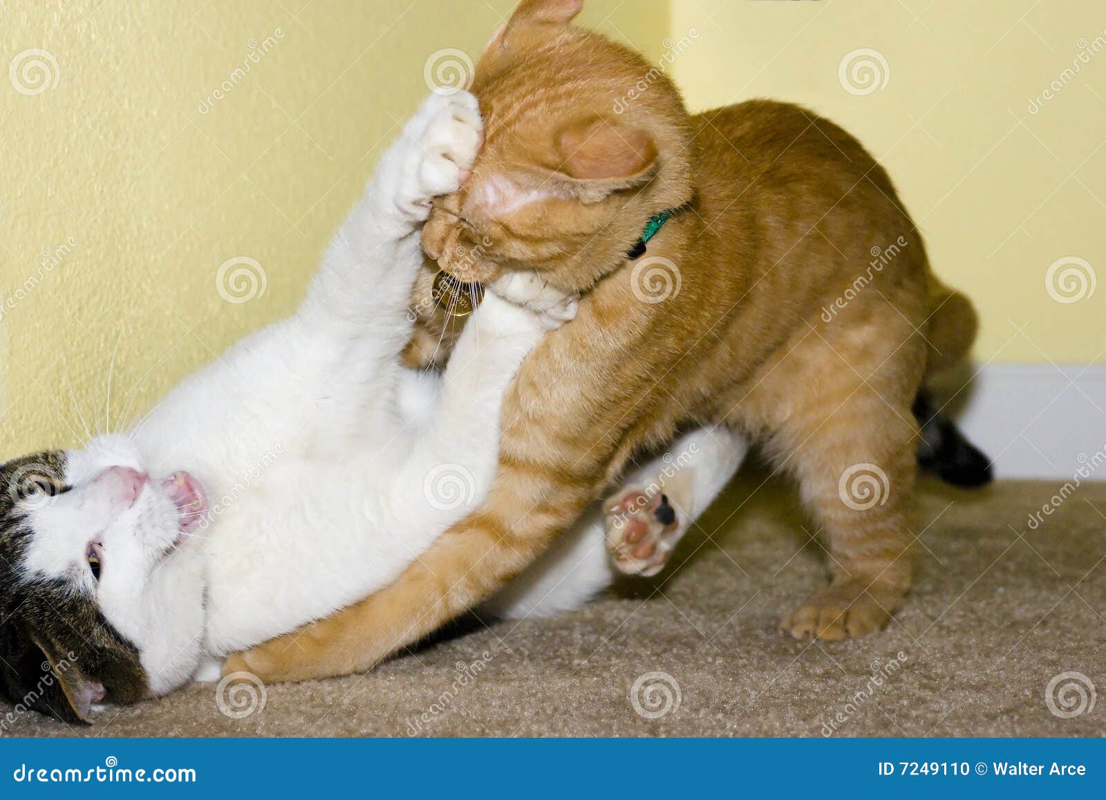 Two Cats Playing stock photo. Image of horizontal, gray - 7249110