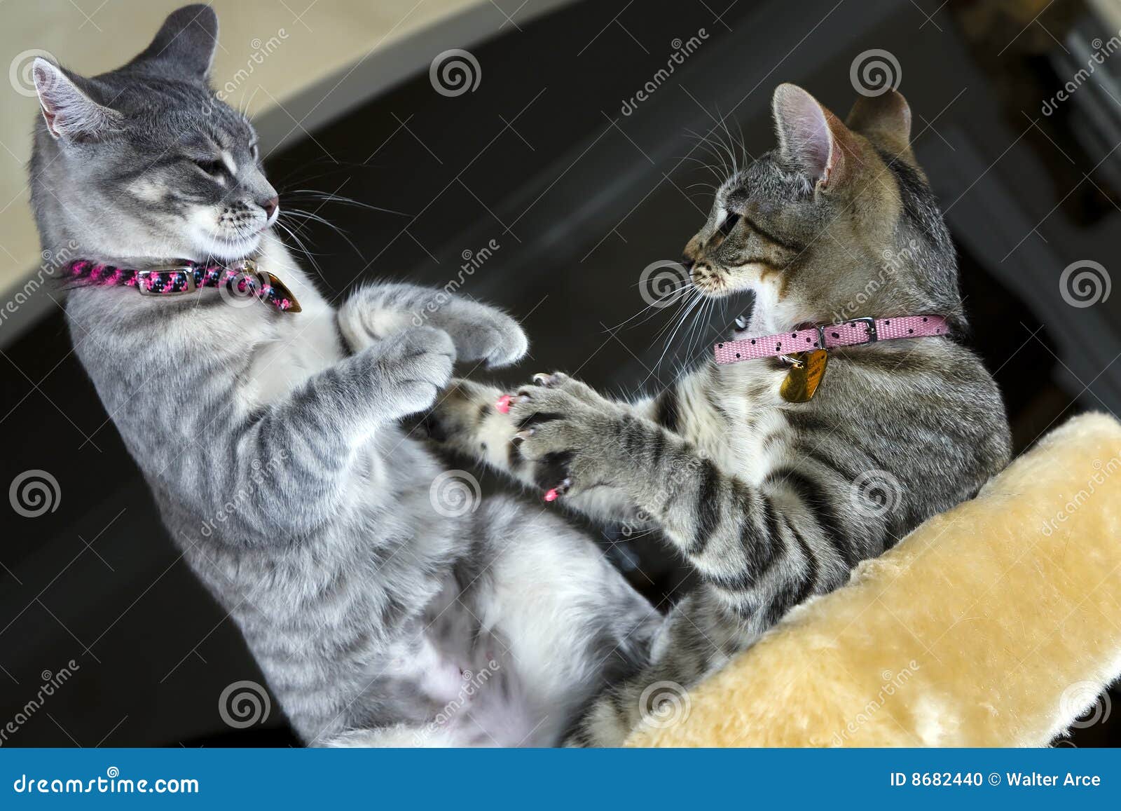 Two Cats Playing stock photo. Image of peaceful, face - 8682440