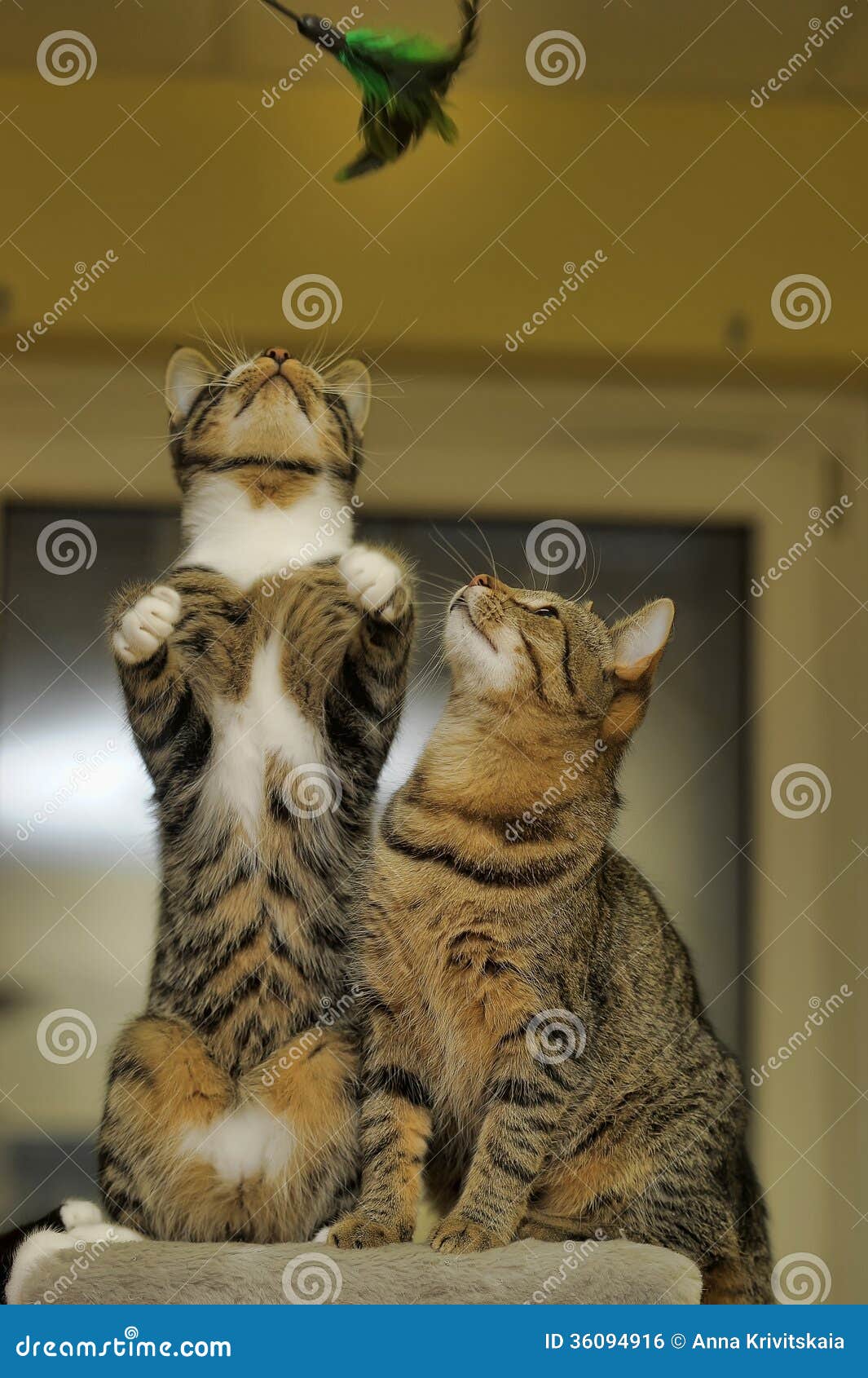 Two cats playing stock photo. Image of food, animal, interested - 36094916