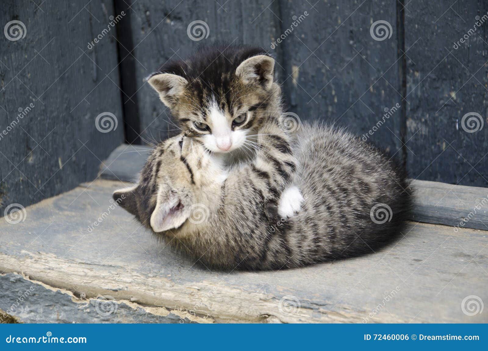 Two cats playing stock photo. Image of playing, small - 72460006