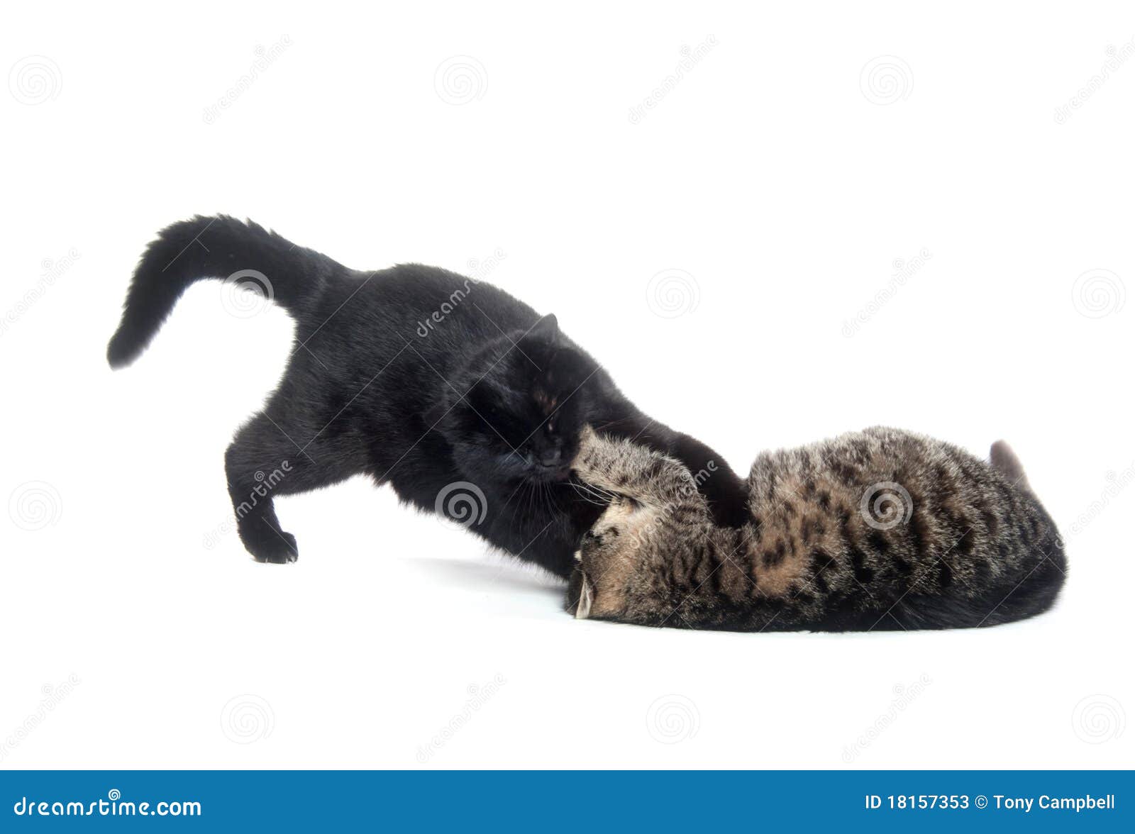 Two Cats Playing and Fighting Stock Image - Image of mammal, playing ...