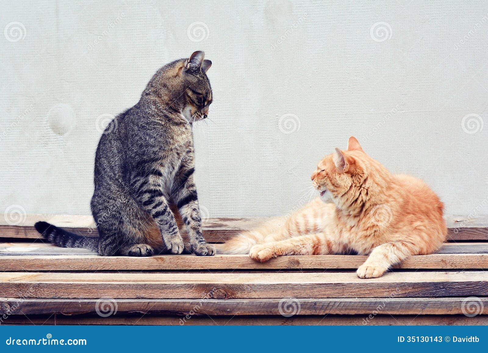 Two cats playing game stock image. Image of brother, muzzle - 35130143