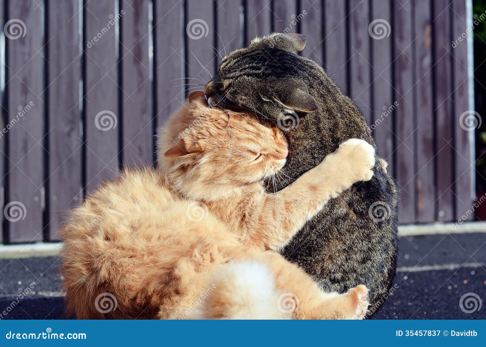 Two cats playing game stock image. Image of animal, brother - 35457837