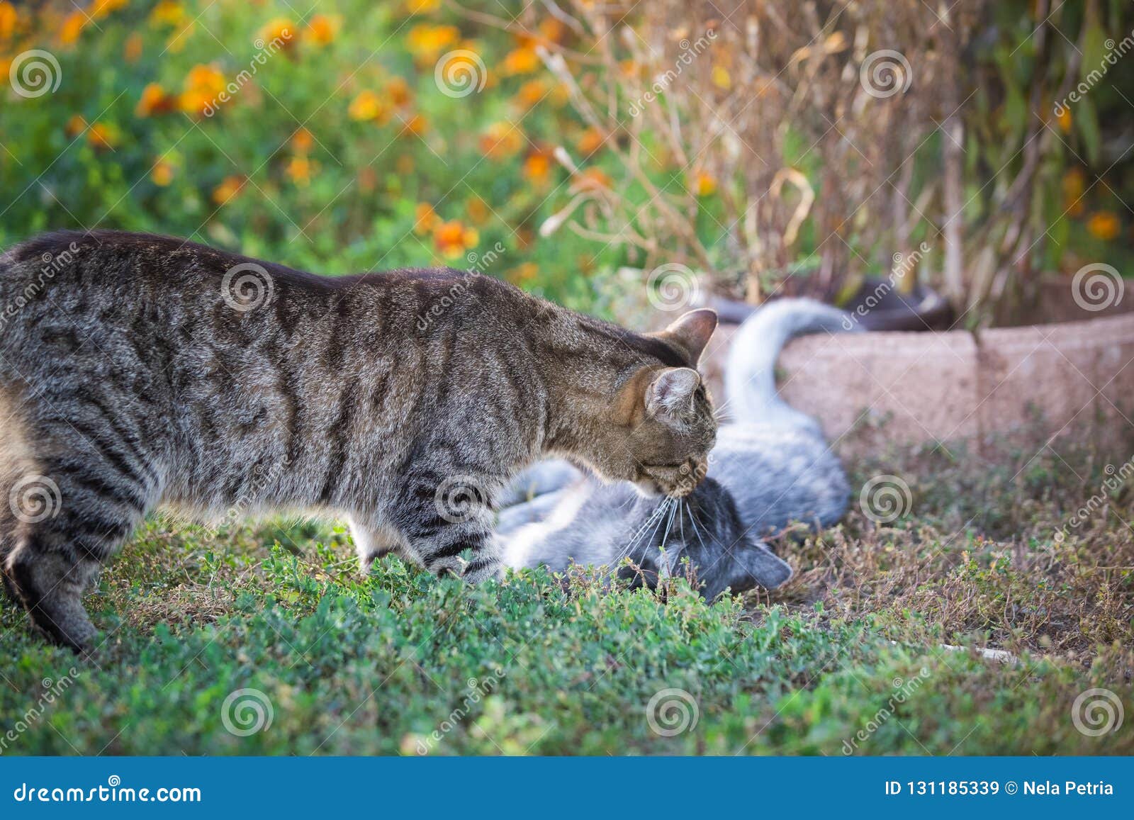 Two Cats Playing in the Garden Stock Image - Image of kitten, baby ...
