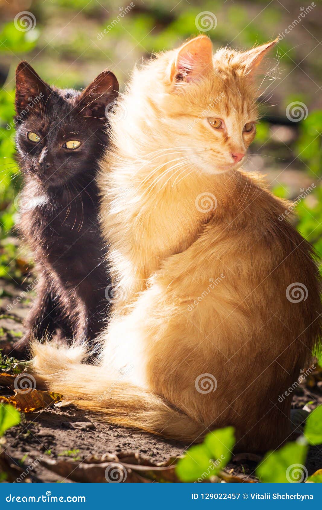 Two Cats Playing in Garden, Black and Red. Stock Image - Image of ...