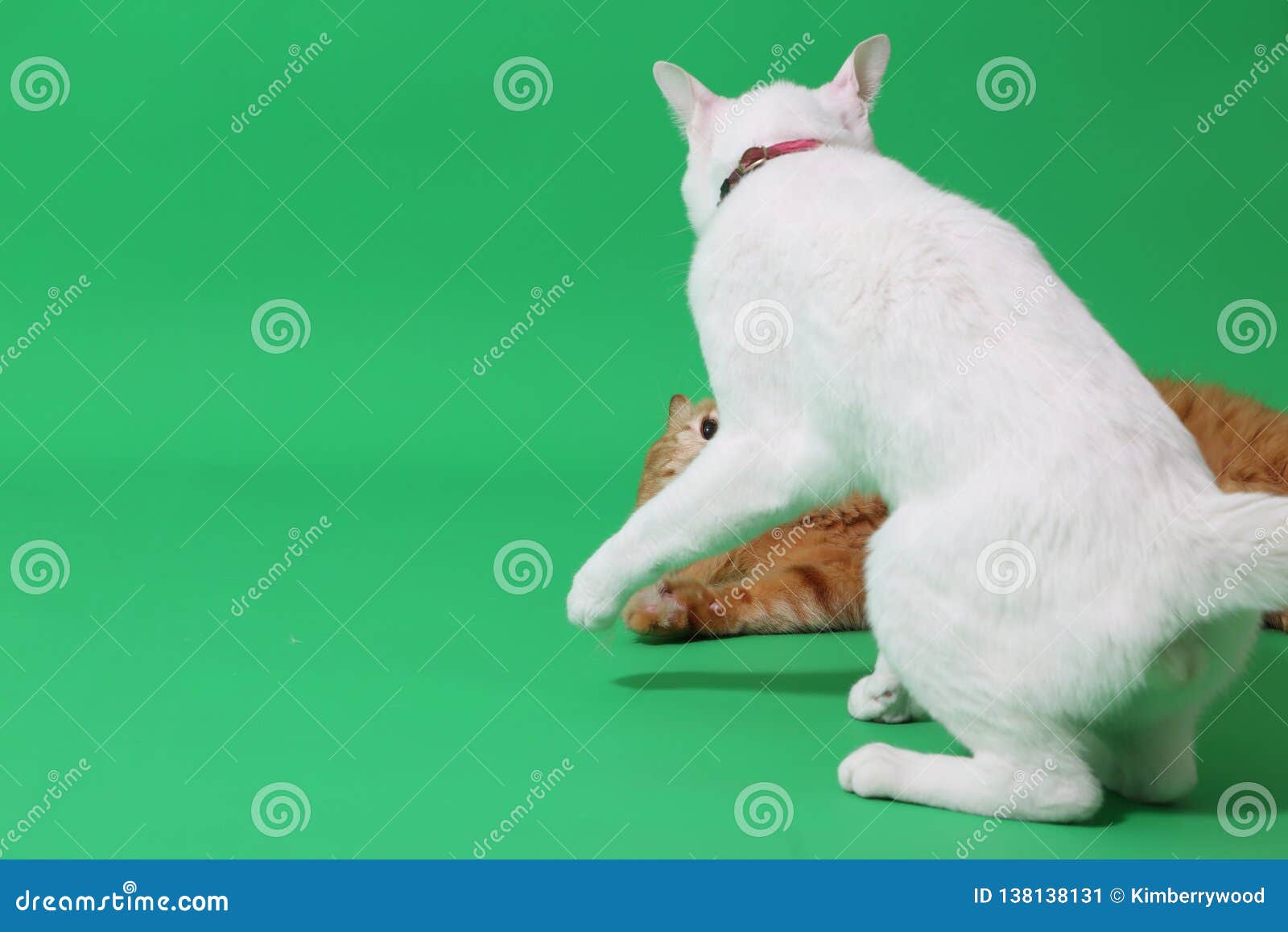 Two Cat stock image. Image of mixed, animal, baby, friends - 138138131