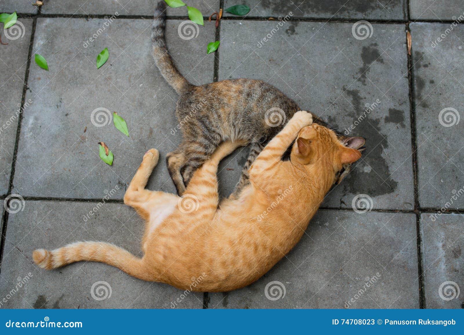 Two cats playing stock image. Image of game, fight, home - 74708023
