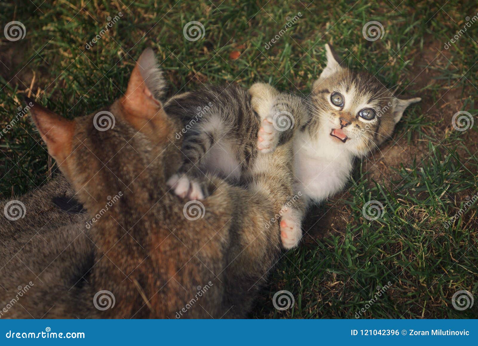 Two cats playing outside stock photo. Image of kittens - 121042396