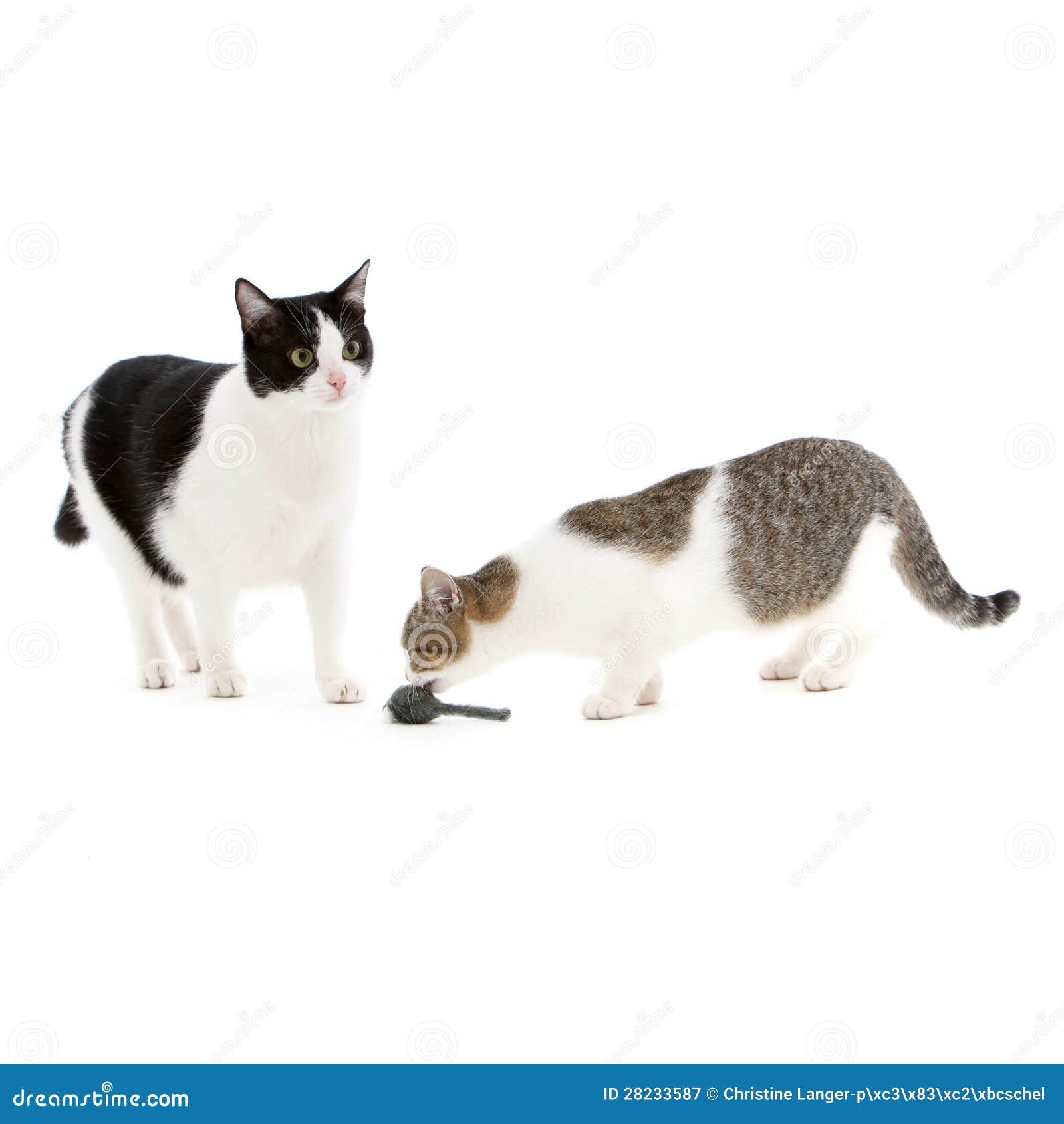 Two Cats Playing with a Toy Mouse Stock Image - Image of furry, mock ...