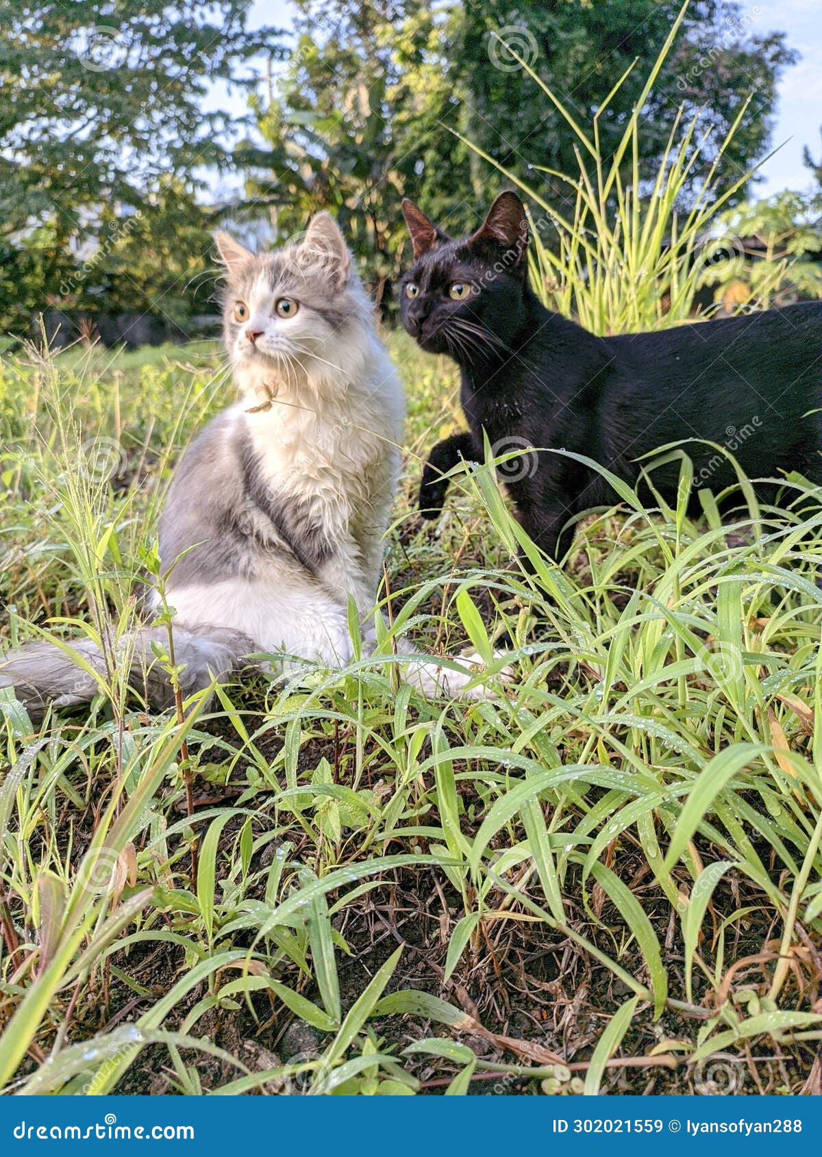 Two Cats Playing in the Yard Stock Image - Image of playing, grass ...