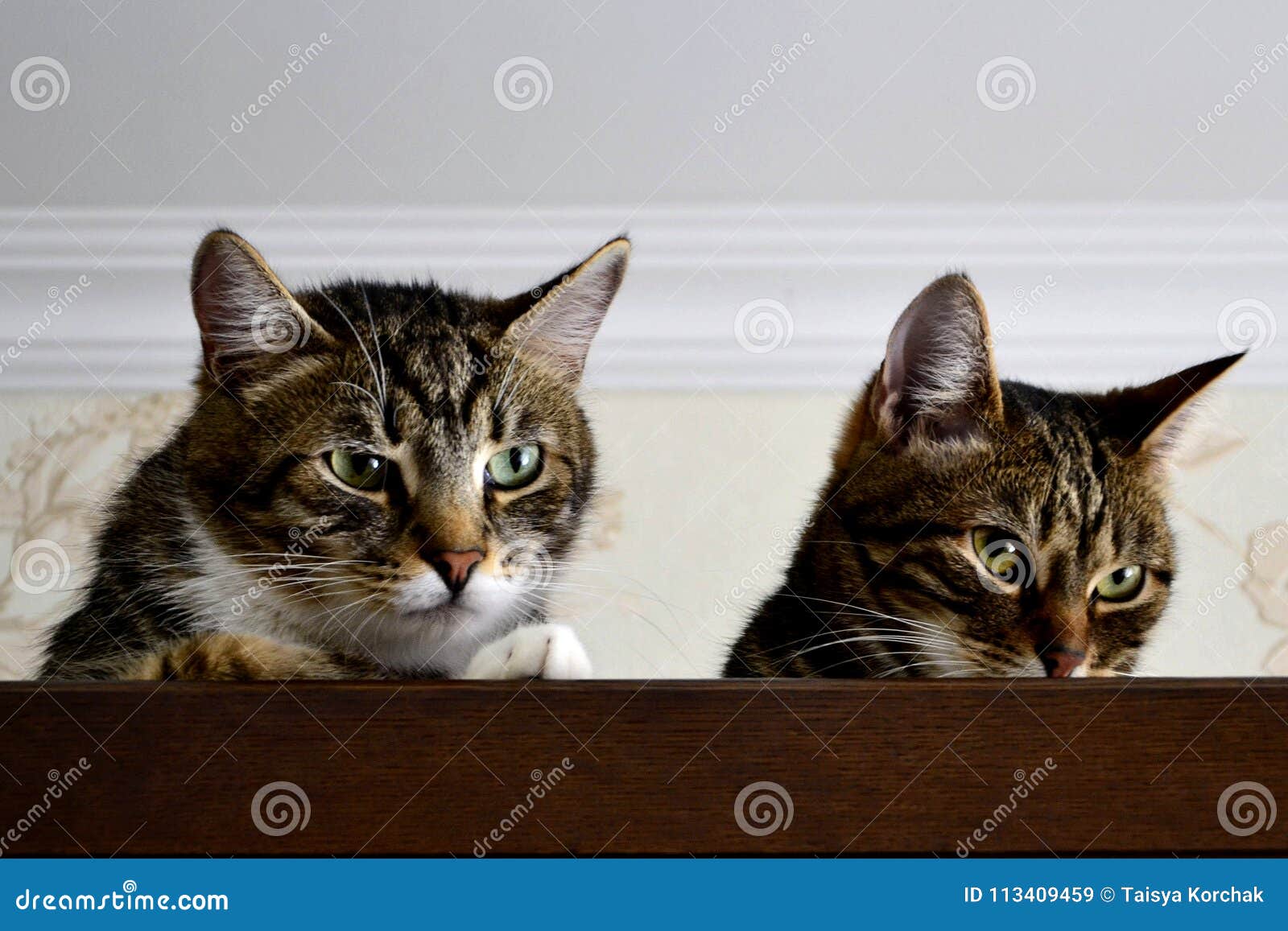 Two Cats are Plotting Something Stock Image - Image of animal ...
