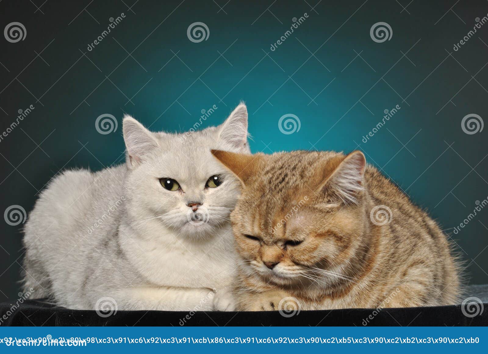 Two cats stock photo. Image of exhibition, beautiful - 83433316