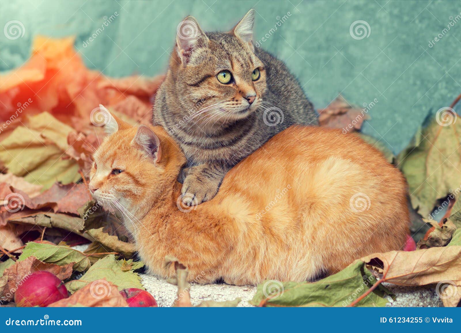 Two cats stock image. Image of lying, outdoors, friends - 61234255