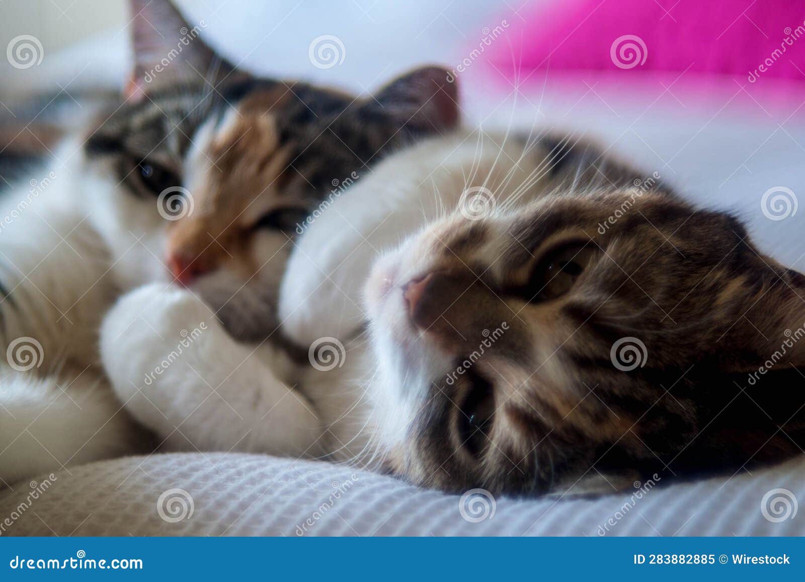 Cats Resting in a Comfortable Position on a White Bed Stock Image ...