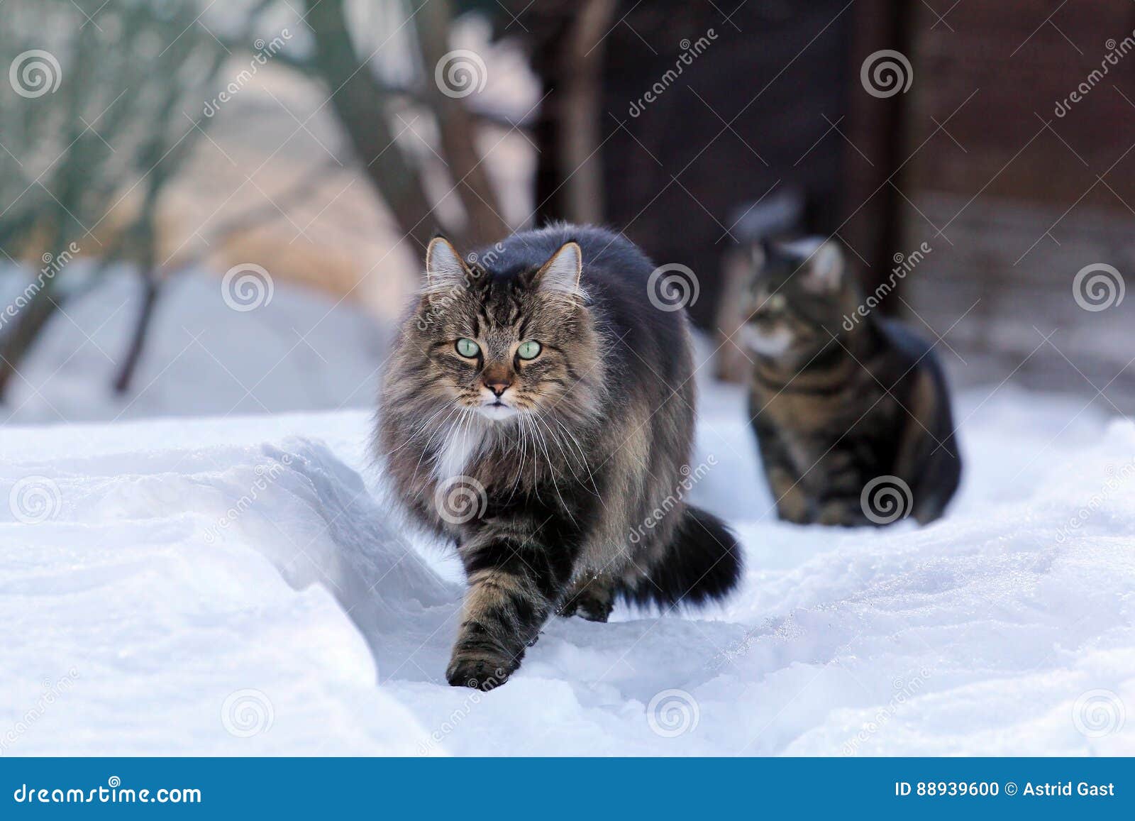 Two Cats Running through the Snow Stock Photo - Image of observe ...