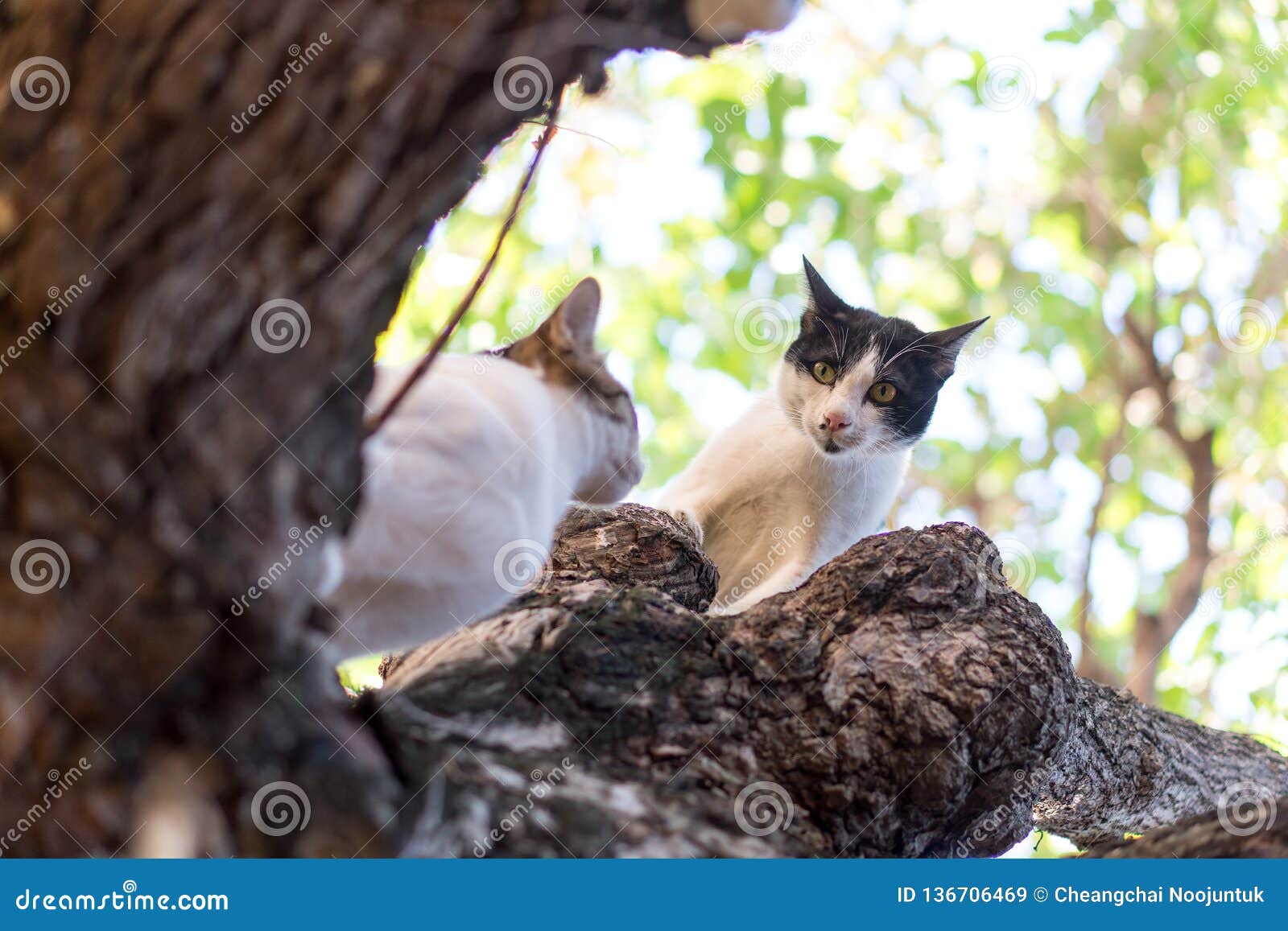 Two cats are running stock image. Image of place, frightened - 136706469