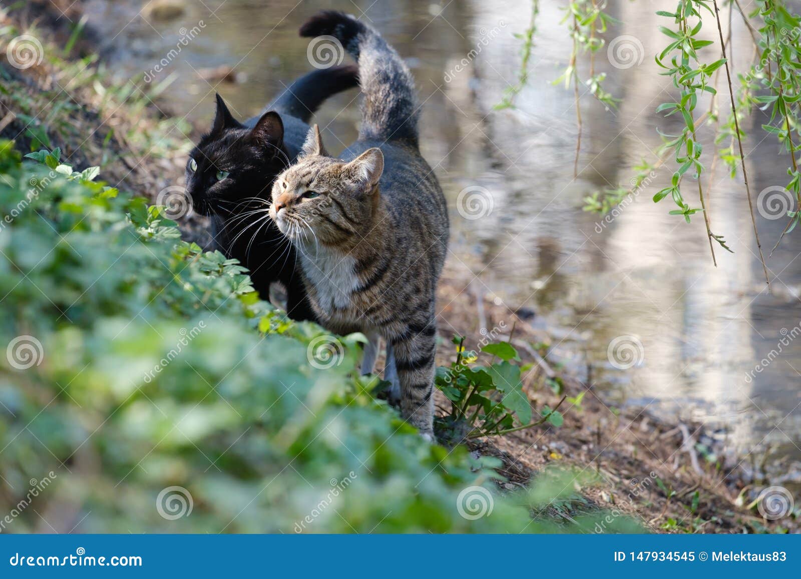 Two Cats on the Shore of the Pond Stock Image - Image of eyes, tabby ...