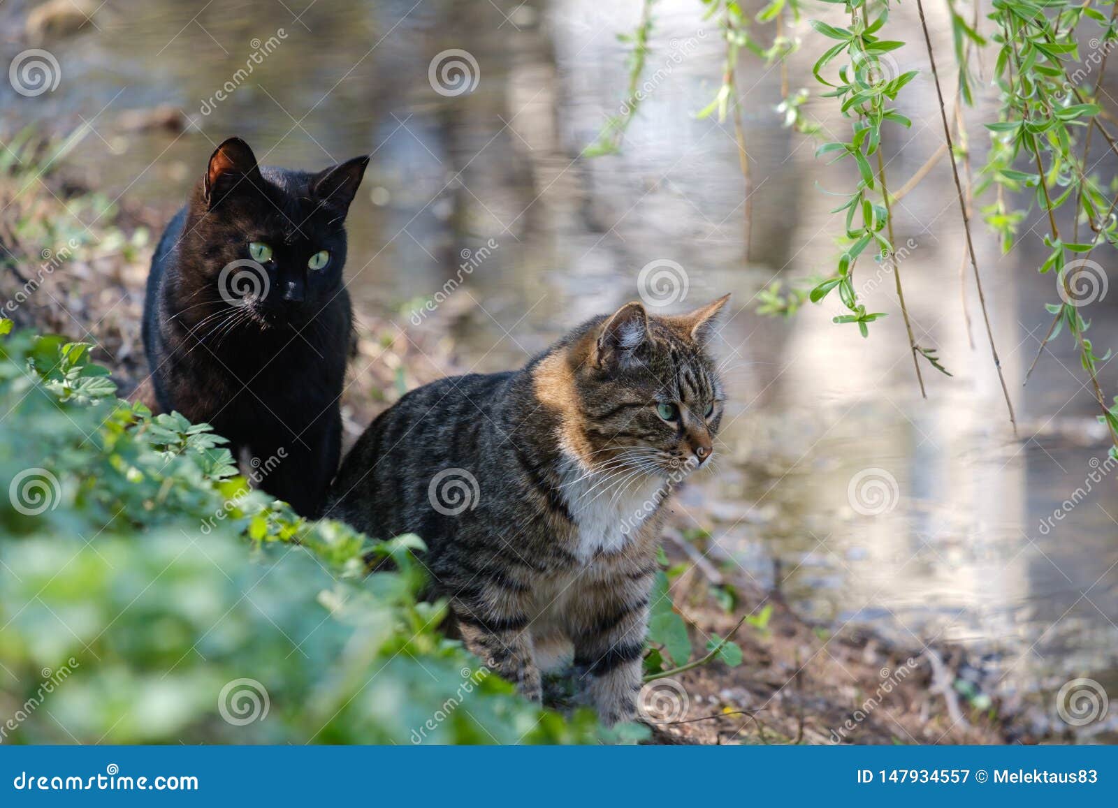 Two Cats on the Shore of the Pond Stock Image - Image of cats, nature ...