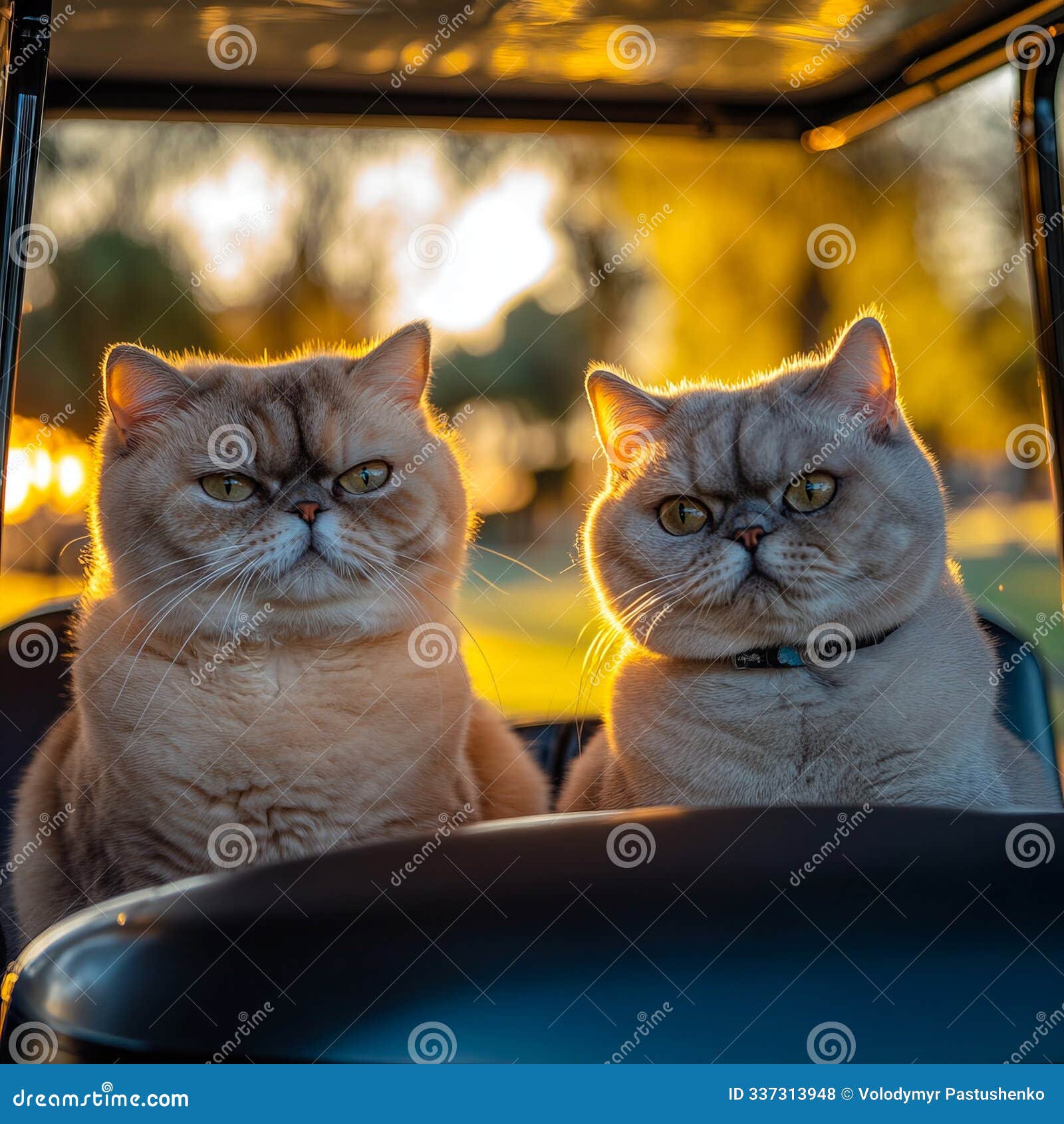Two Cats Sitting in the Back of a Golf Cart Looking at the Camera Stock ...