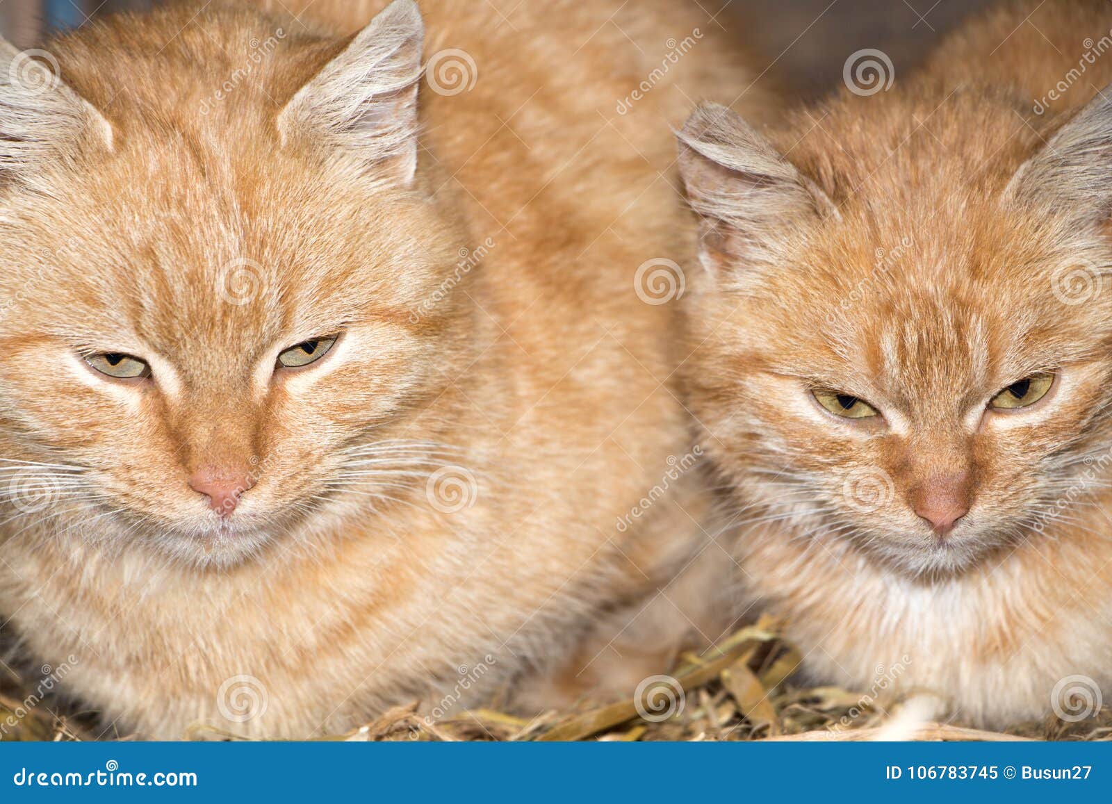 One Cat Sitting In The Booth Stock Photography | CartoonDealer.com ...