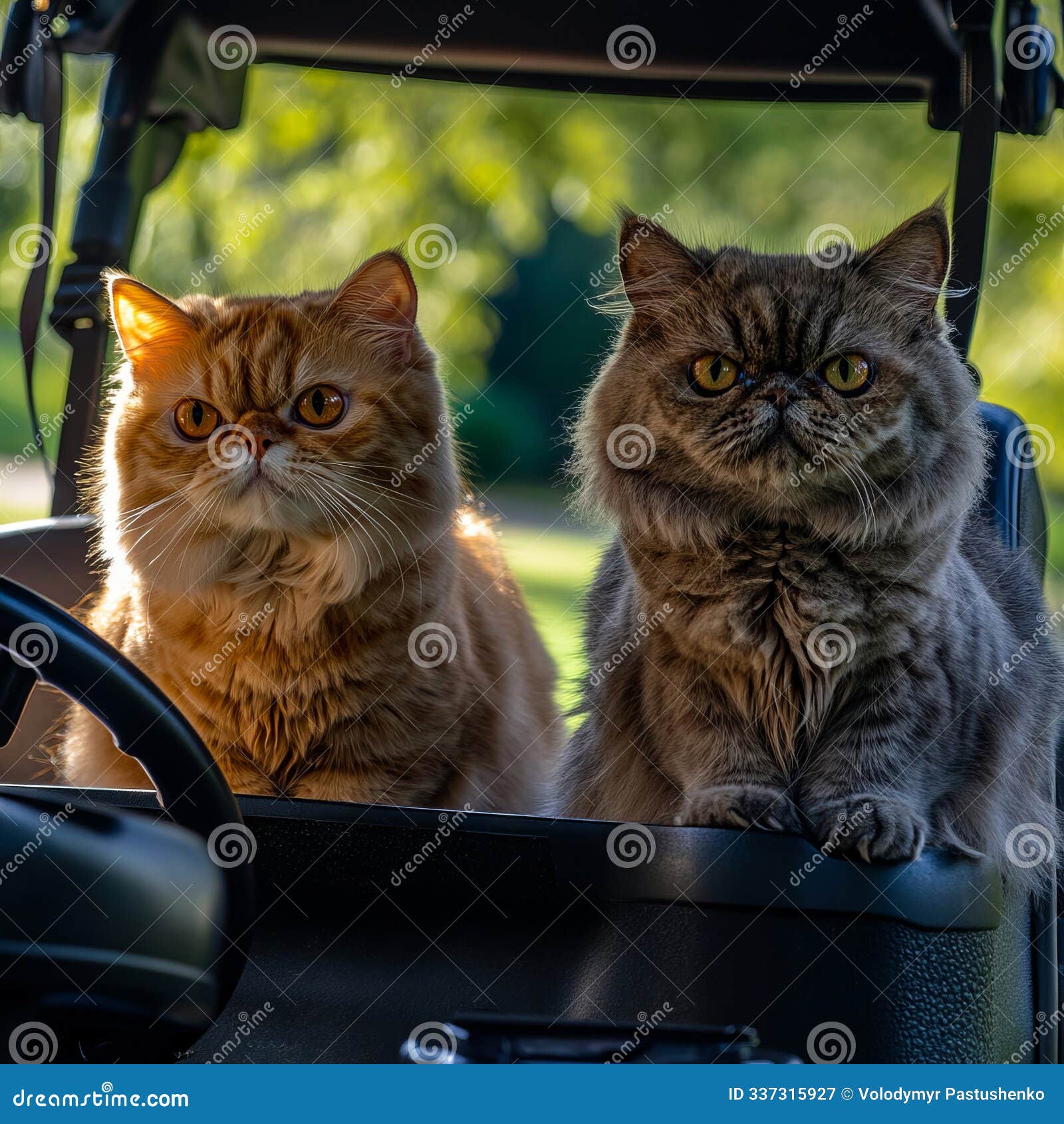 Two Cats Sitting in the Driver S Seat of a Golf Cart Stock Image ...