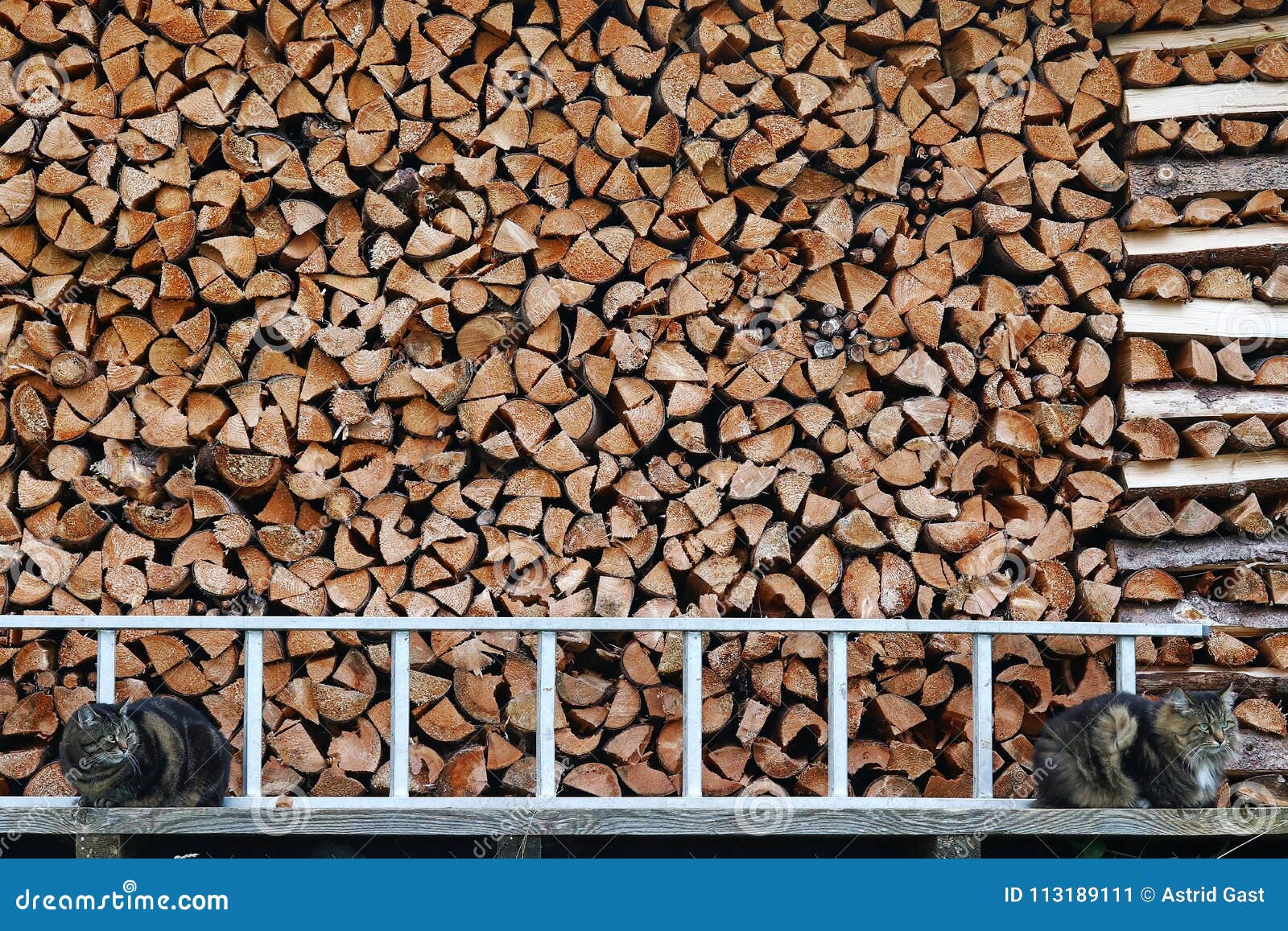 Two Cats Sitting in Front of a Big Stack of Firewood Stock Image ...