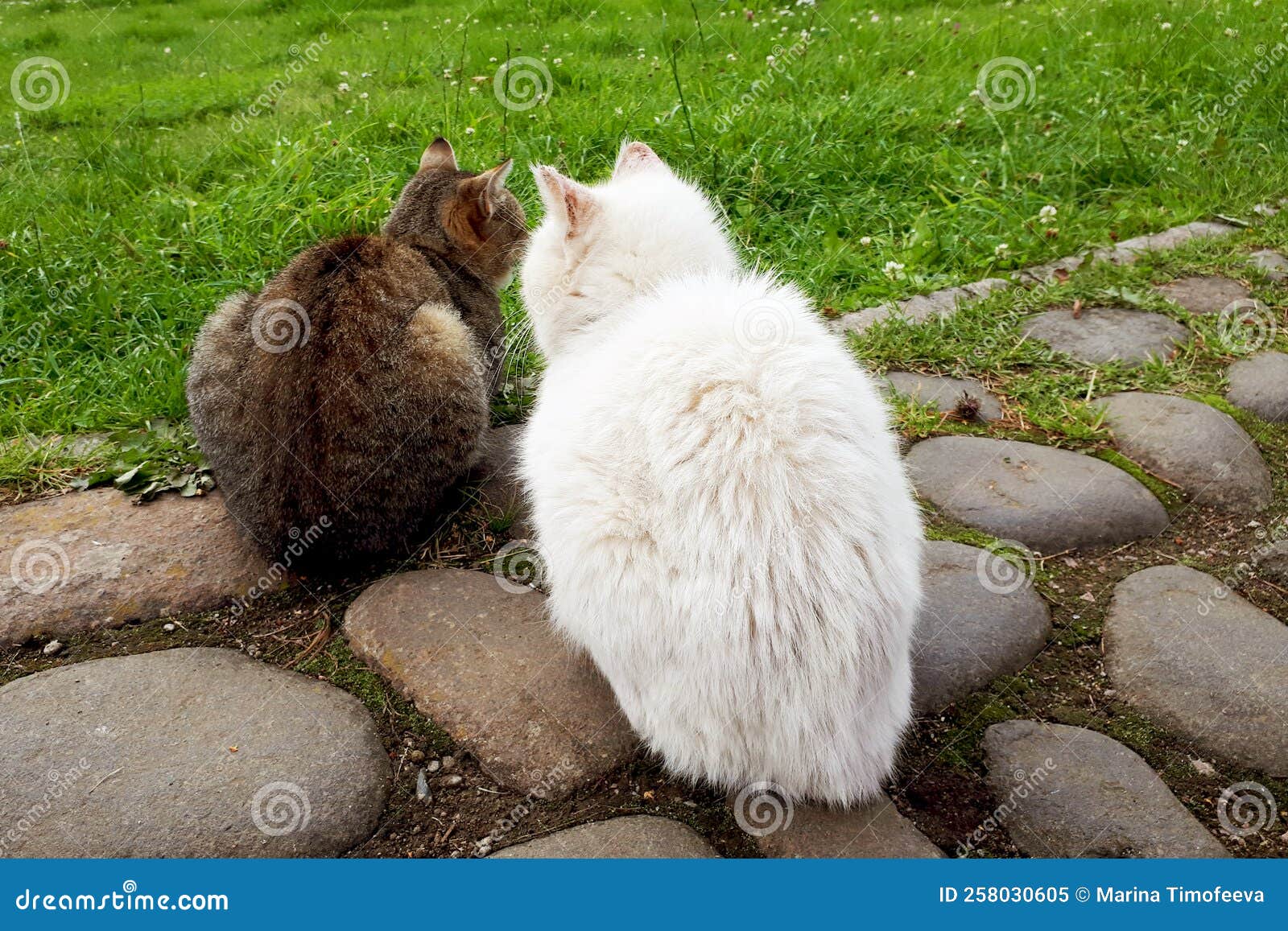 Cat Back Cats A Couple Of Animals Pet Kitten Wild Homeless Stray Animal ...