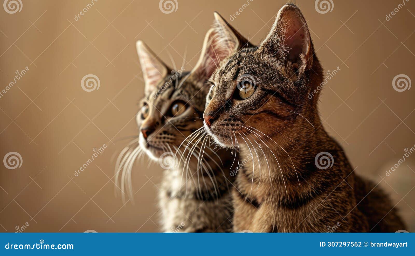 Two Cats Sitting Together stock illustration. Illustration of couple ...