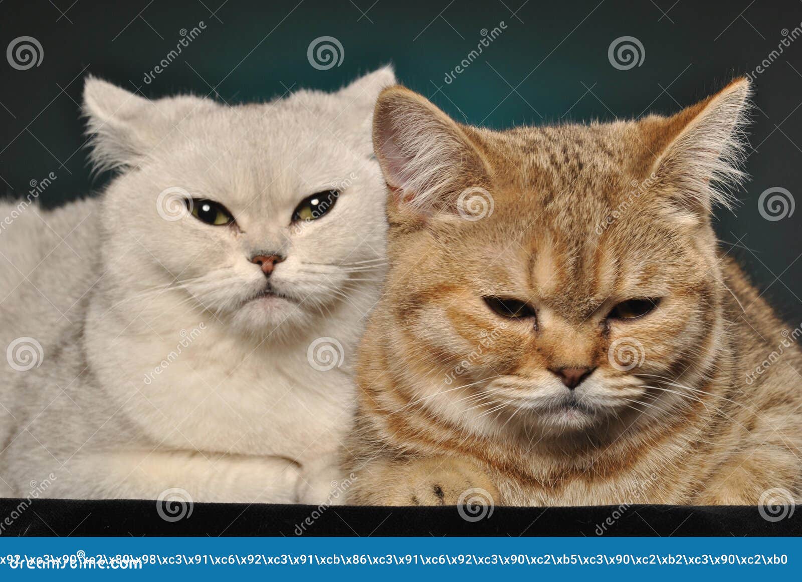 Two cats stock image. Image of pair, exhibition, loyalty - 83433461