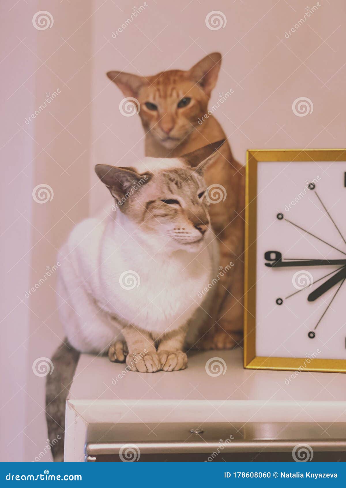 Two Cats are Sitting on the Top Stock Photo - Image of unique ...