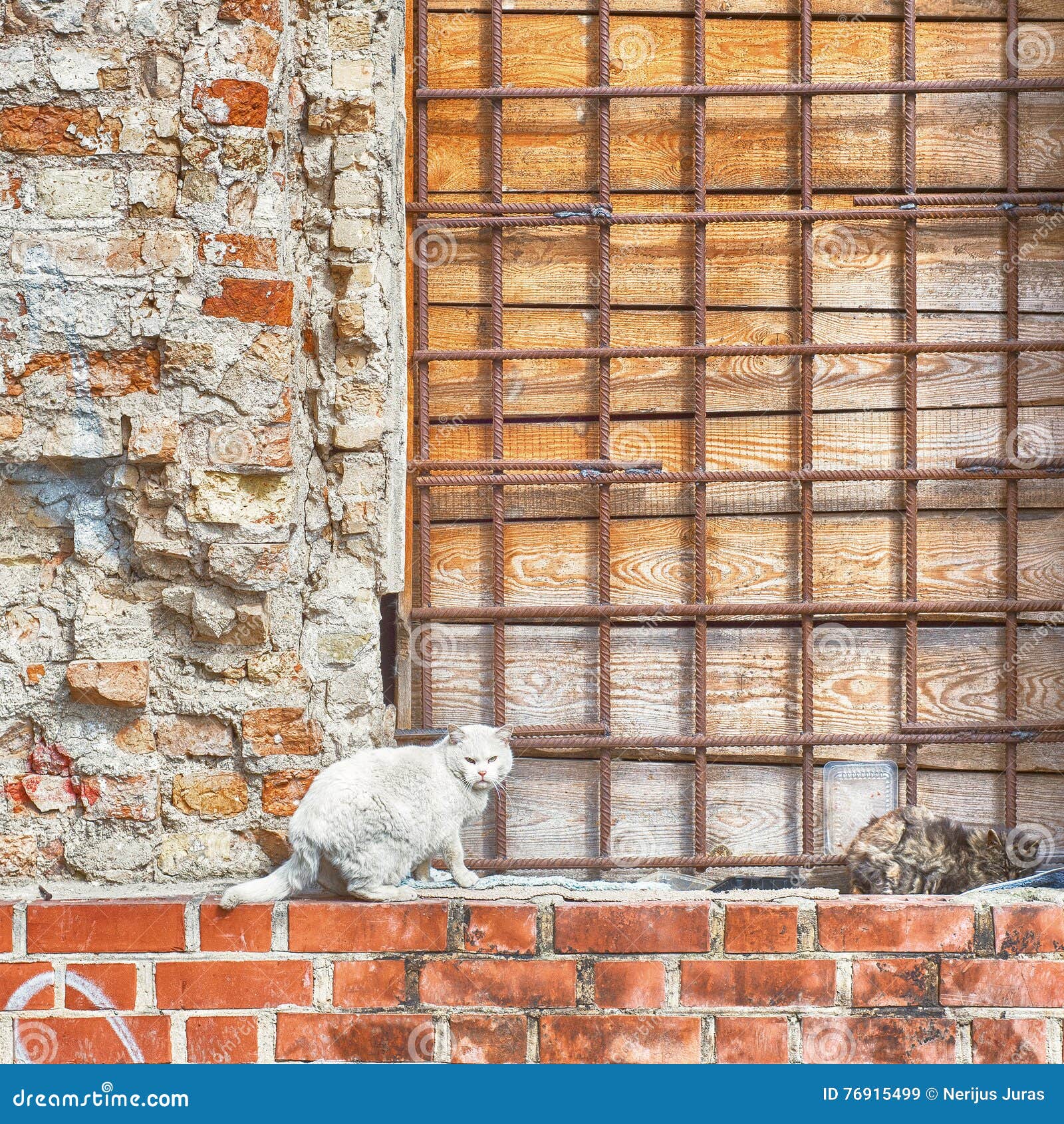 Grill Cats Window Stock Photos - Free & Royalty-Free Stock Photos from ...