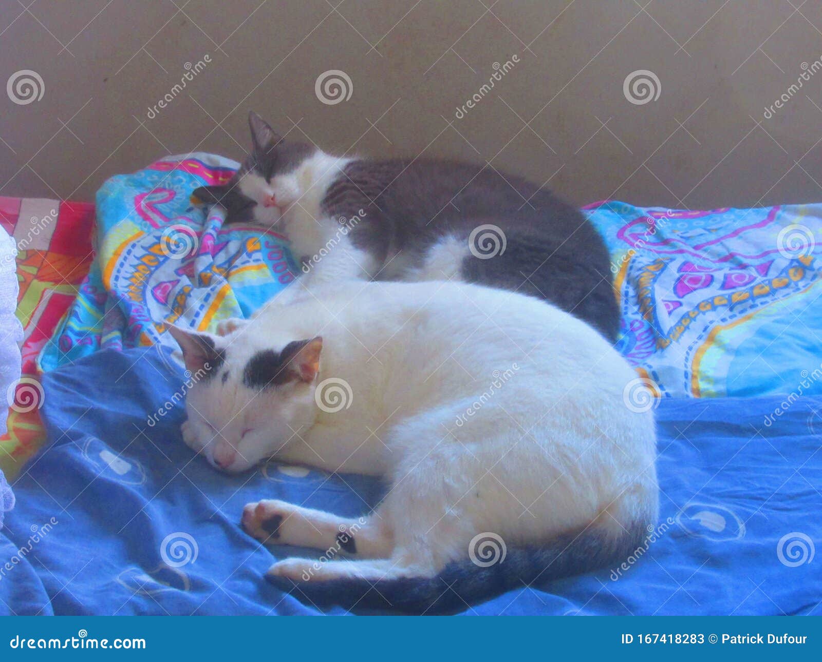 Two cats sleep in the bed stock image. Image of gray - 167418283