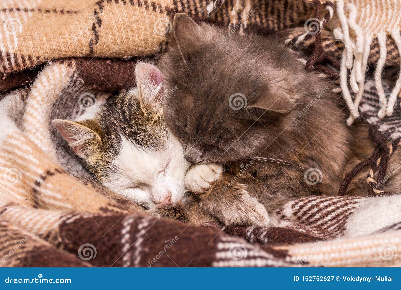 Two Cats Sleep by Hugging Under a Plaid_ Stock Image - Image of ...