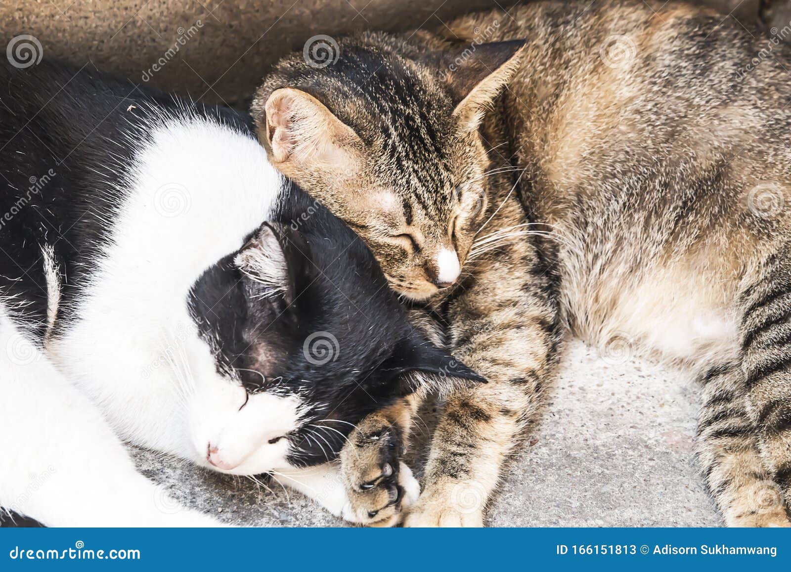 Two Cute Cats Sleeping Together Stock Image - Image of little, portrait ...
