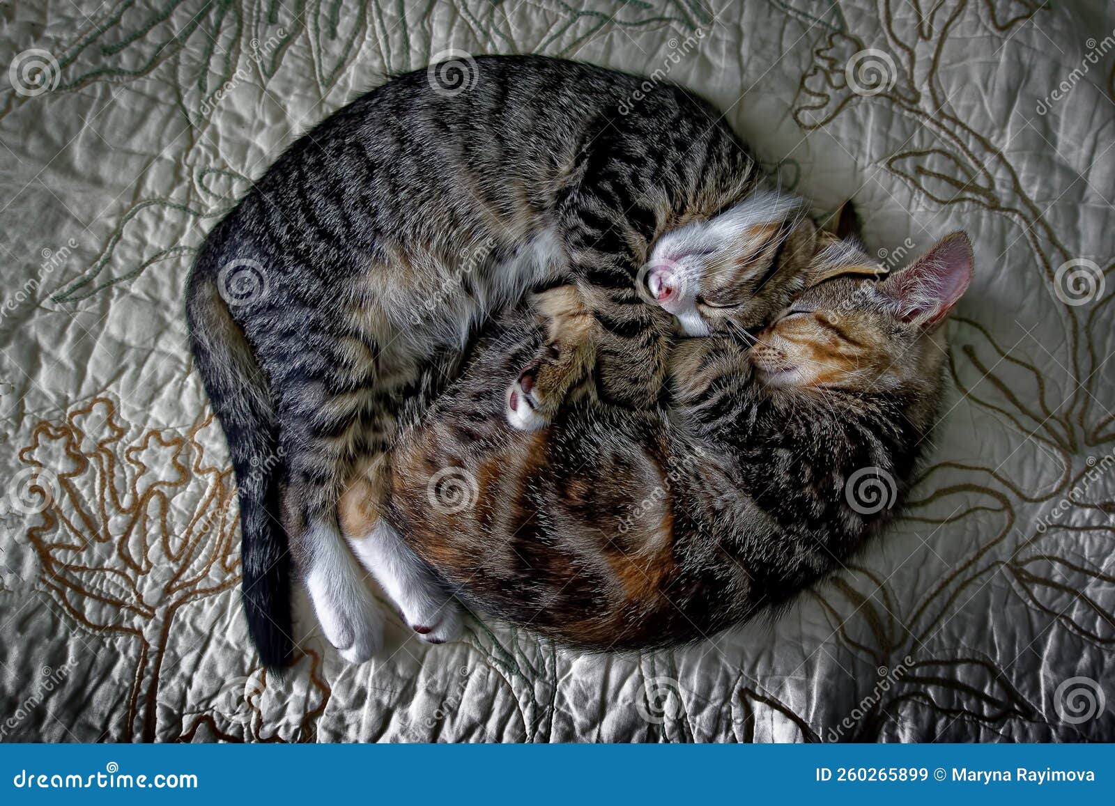 Two Cats are Sleeping on the Bed Stock Image - Image of striped, animal: 260265899