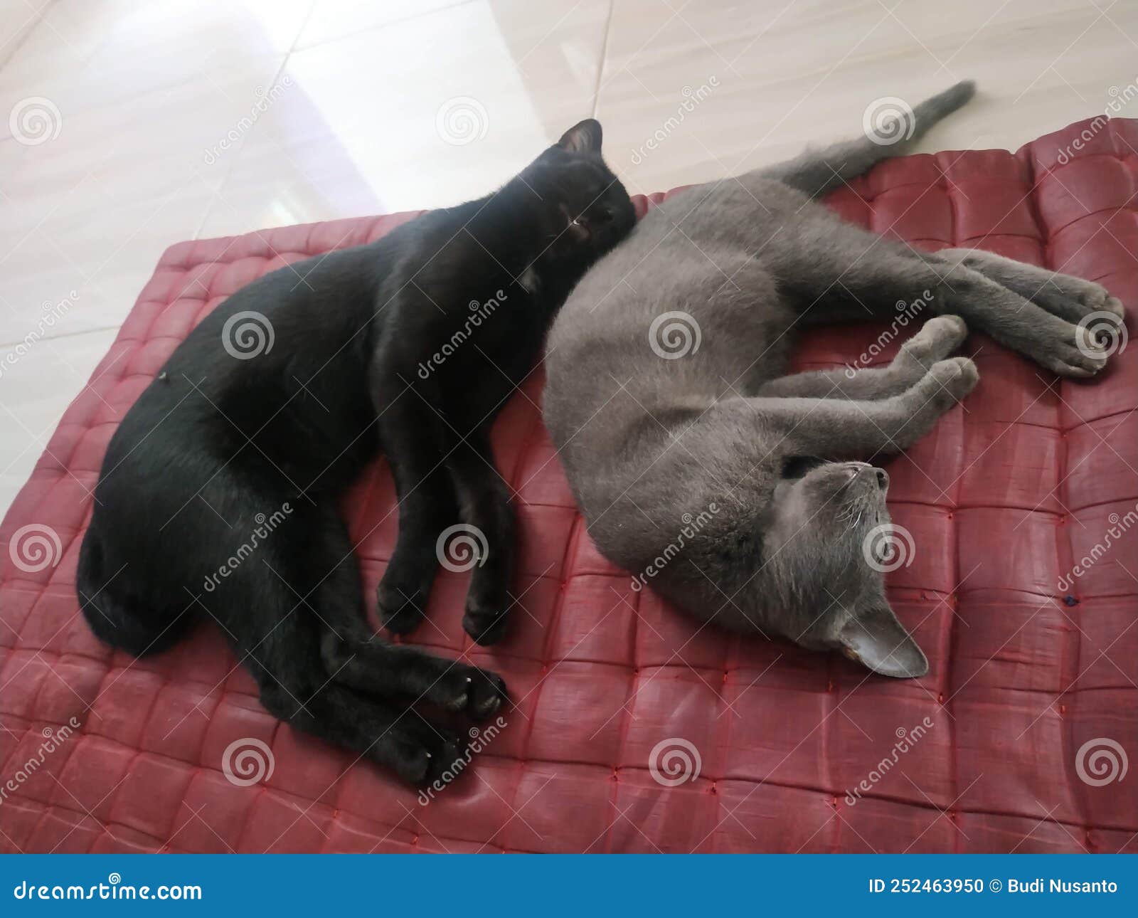 Two Cats Sleeping Bent Over Stock Photo - Image of positions, maximize ...