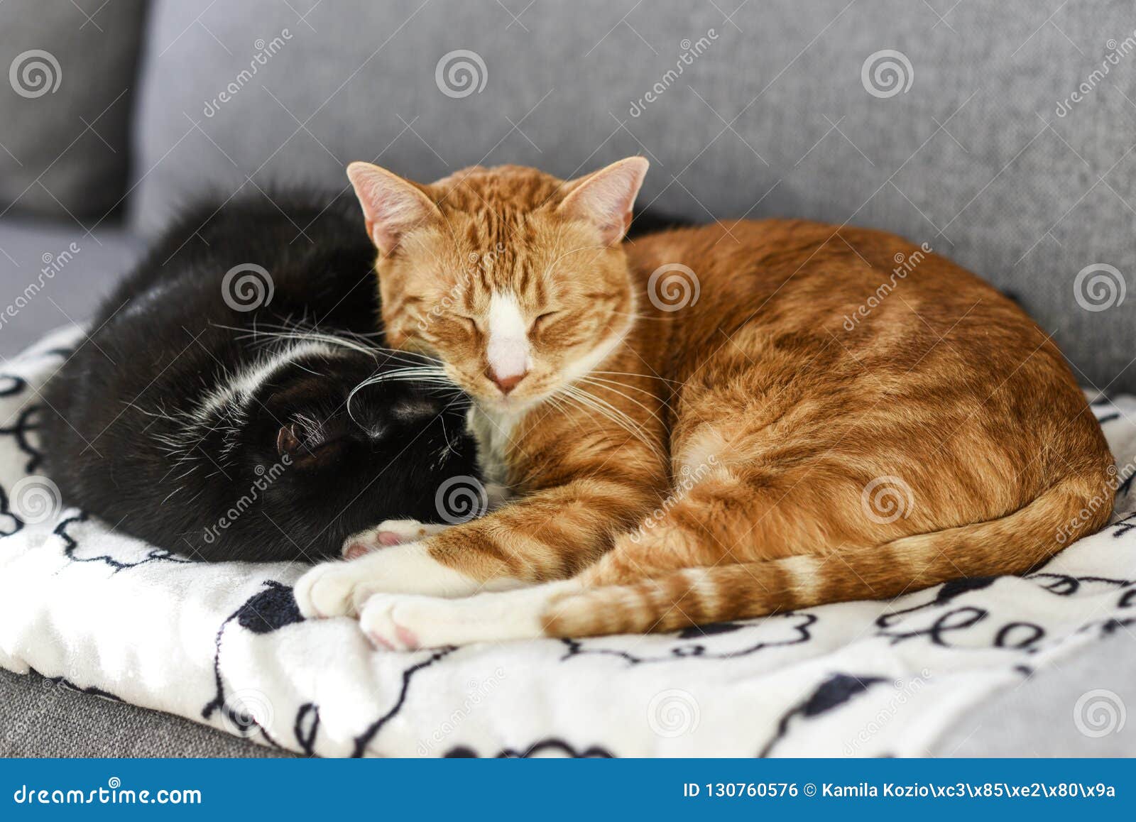 Two Cats Sleeping and Cuddling on the Sofa at Home. Stock Photo - Image ...