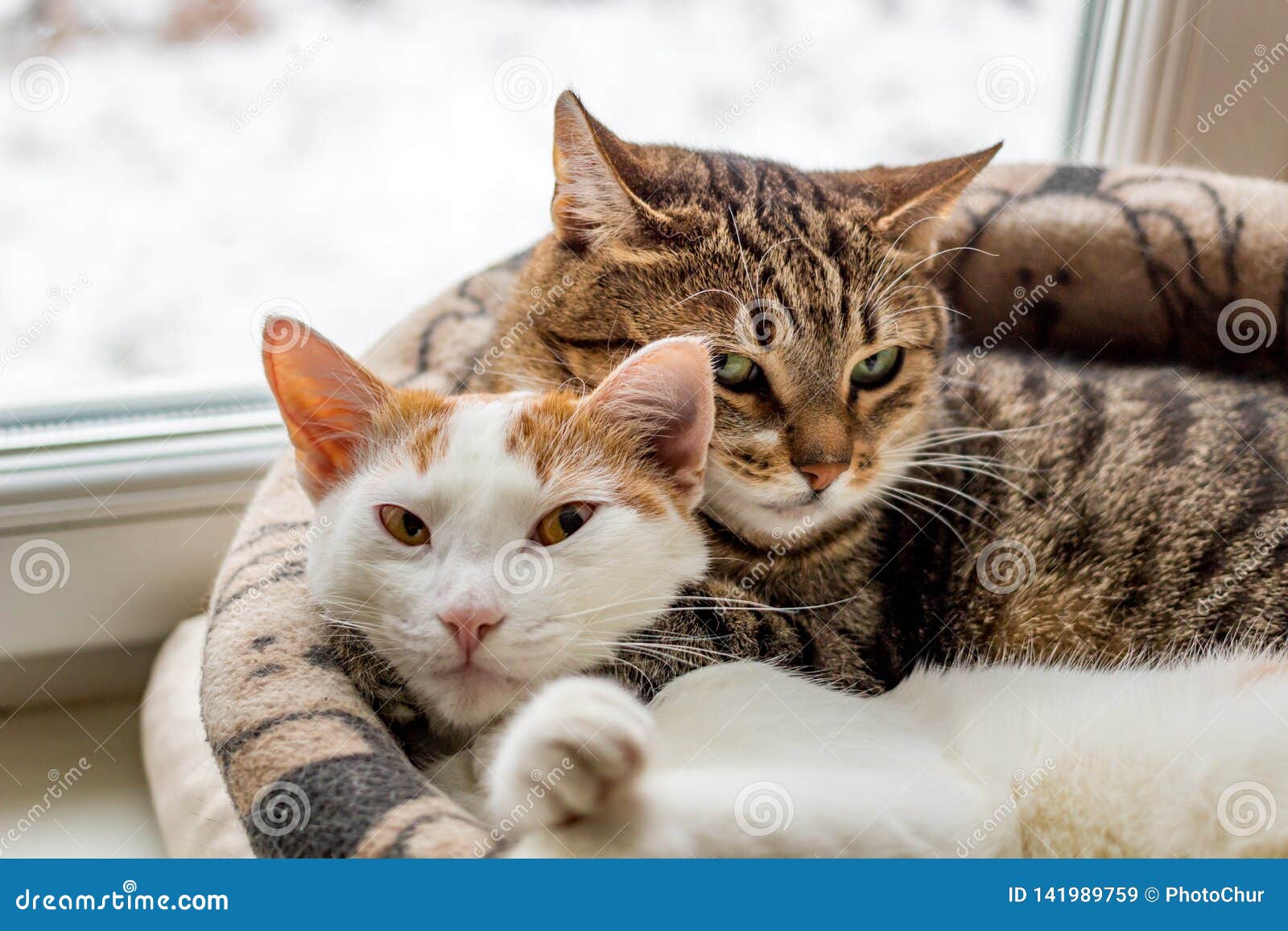 Two Cats are Sleeping in an Embrace in the Basket Stock Image - Image ...