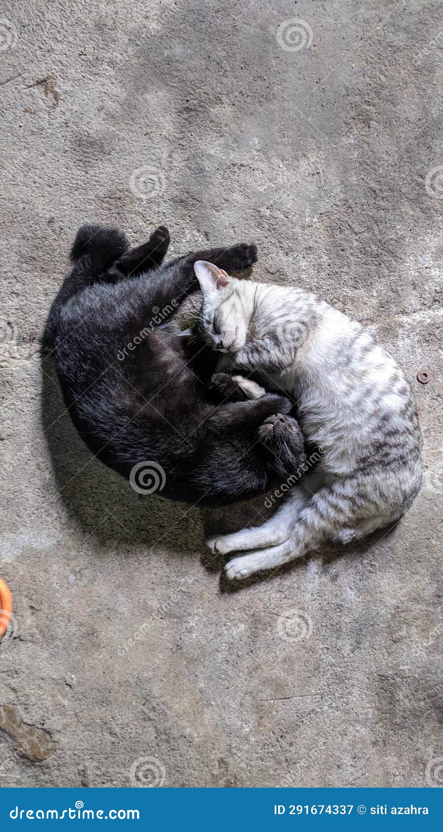 Two Cats Sleeping in a Funny Position Stock Image - Image of funny ...