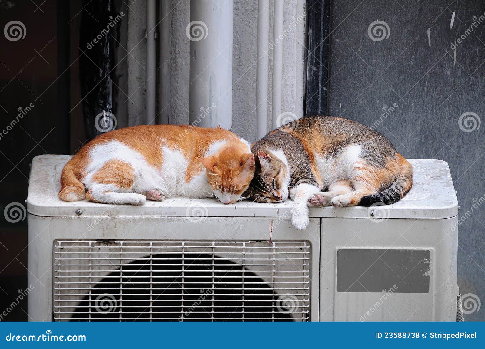 Cats Sleeping Outside