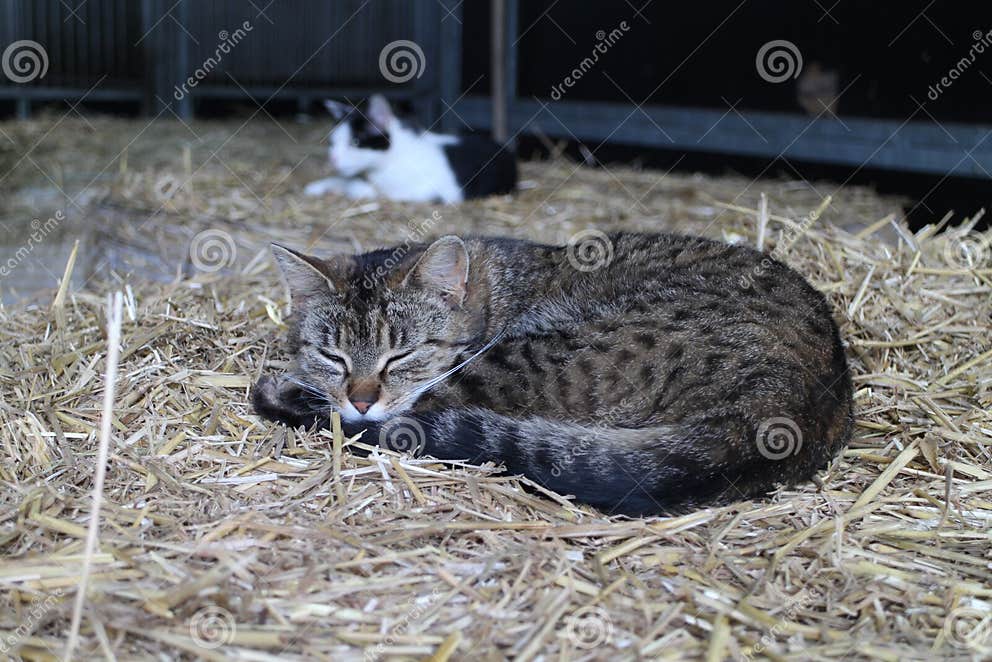 Two cats sleeping on straw stock image. Image of recreation - 247715997